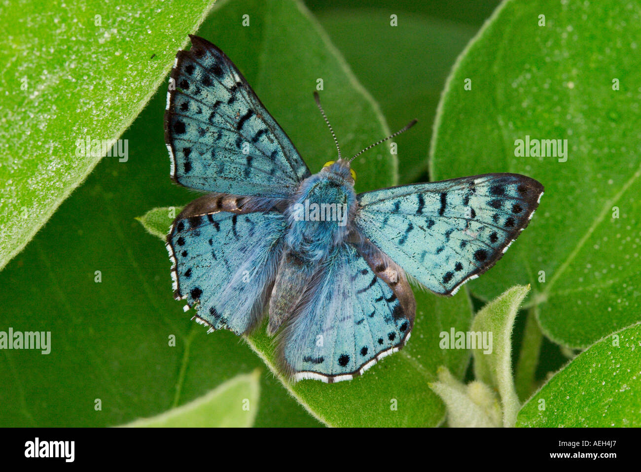 Blue metalmark butterfly hi-res stock photography and images - Alamy
