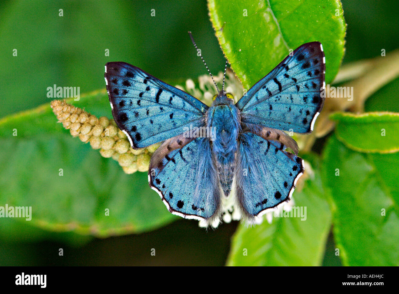 Blue metalmark butterfly hi-res stock photography and images - Alamy