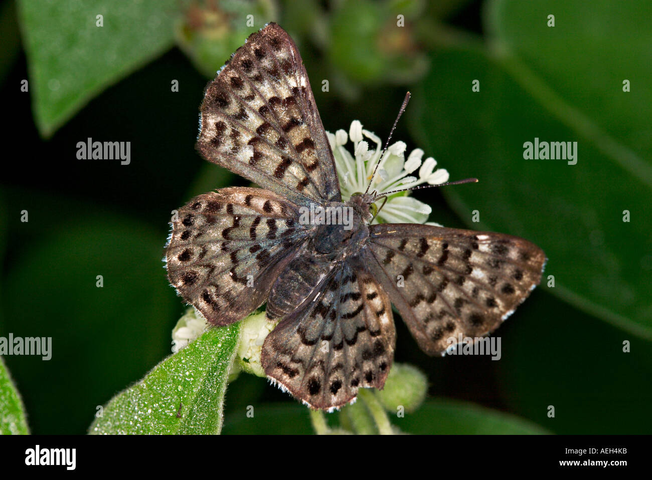 Female Blue Metalmark butterfly with spread wings warming in sun ...