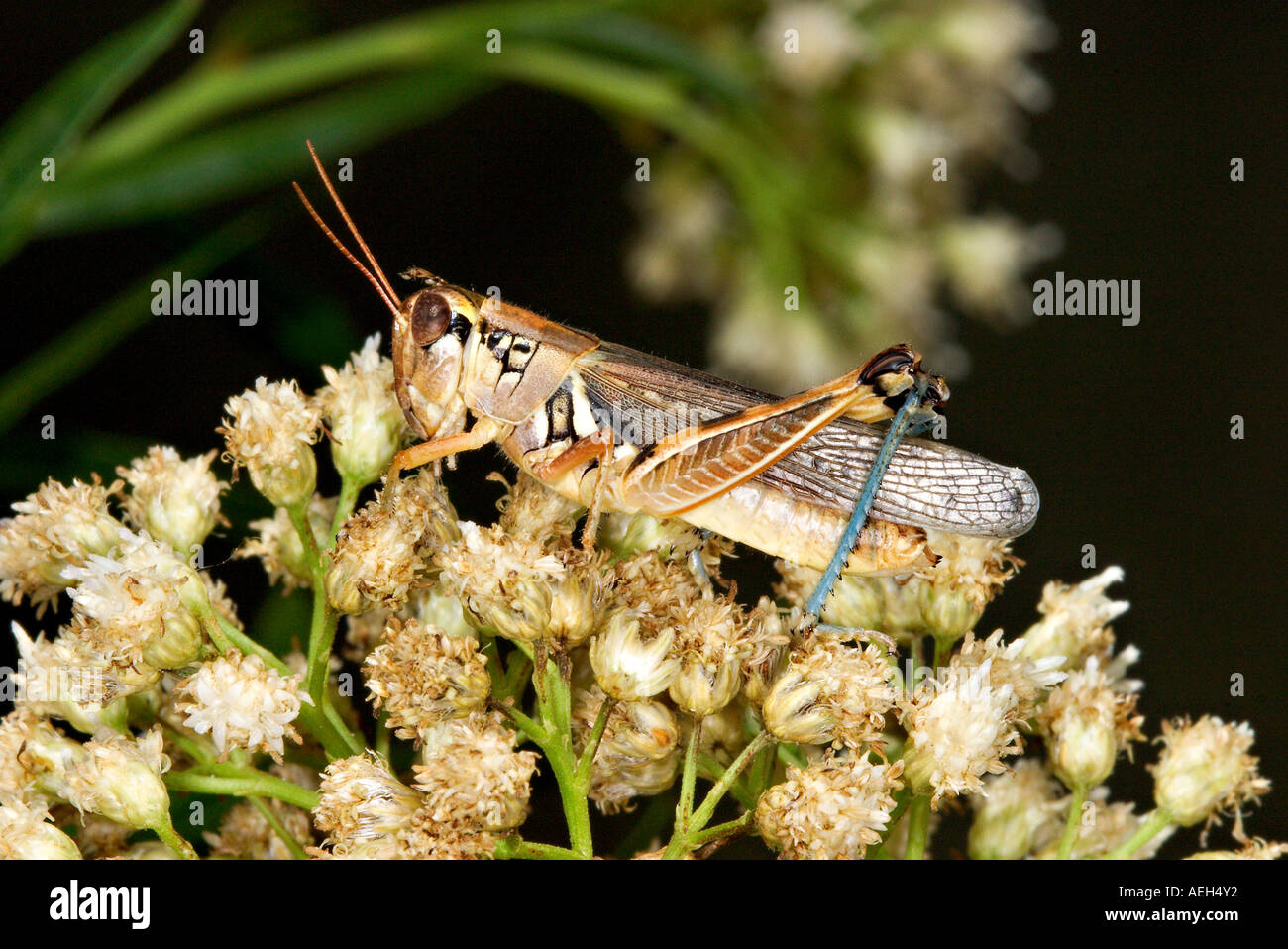Blue legged grasshopper hi-res stock photography and images - Alamy