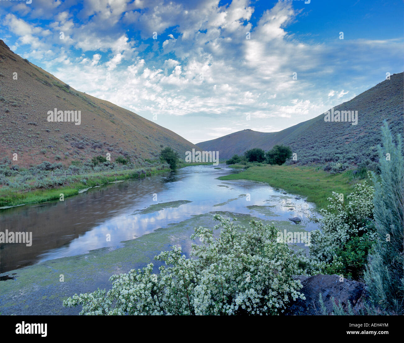 Powder River with Mock Orange bush Oregon Stock Photo - Alamy