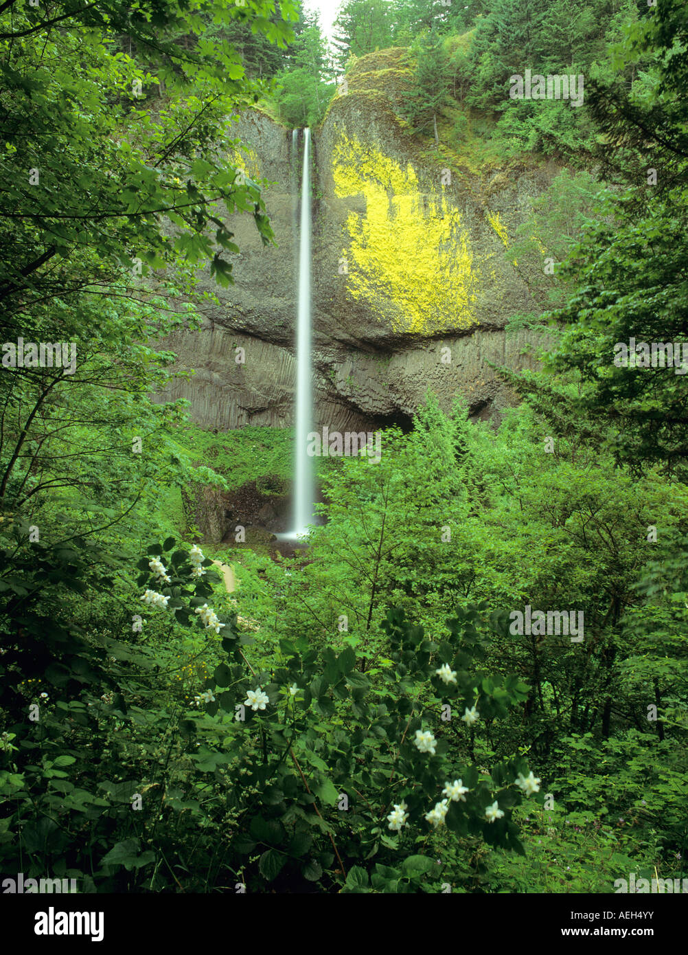 Latourell Falls with spring wildflowers Oregon Stock Photo - Alamy
