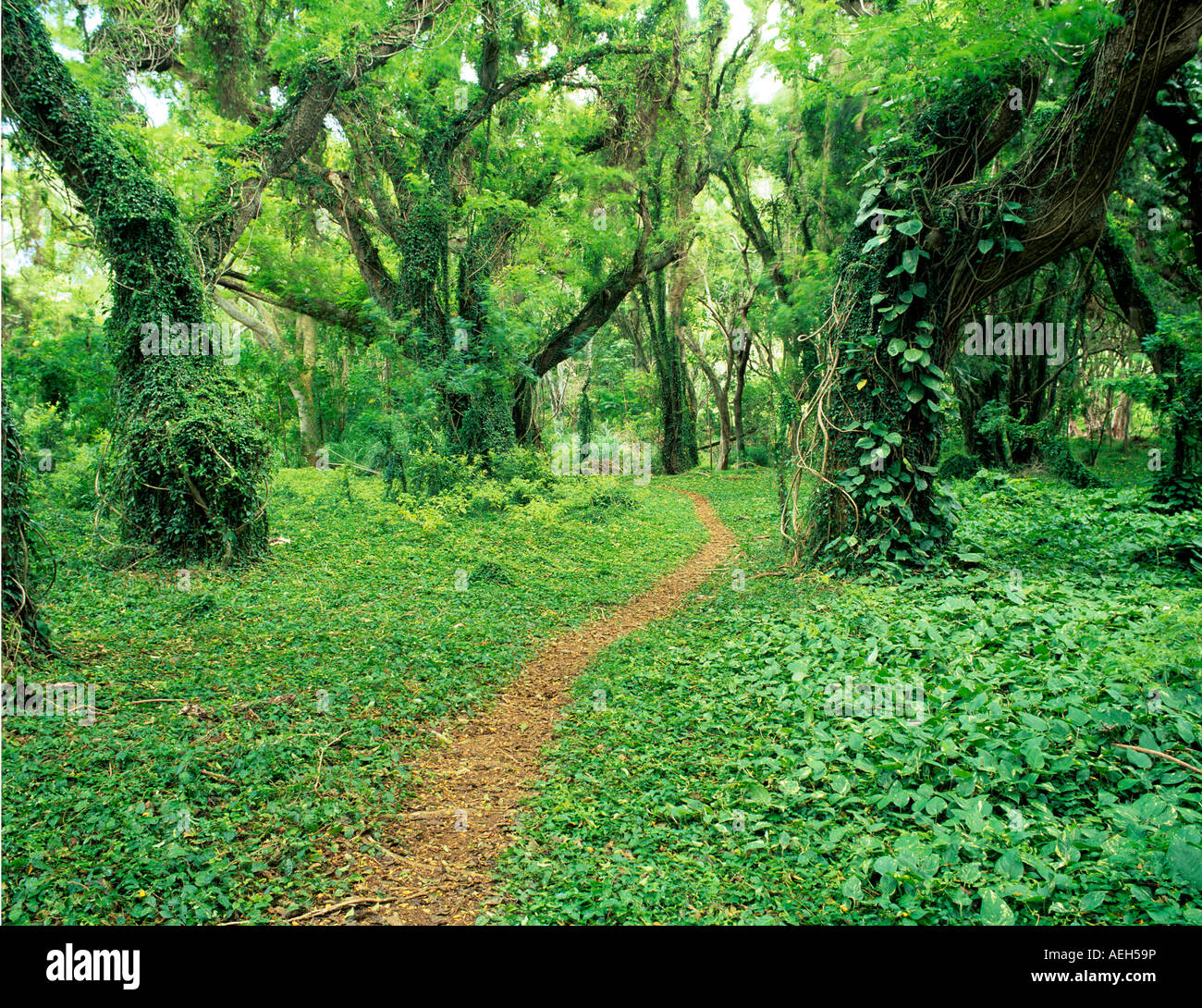Trail through rainforest Maui Hawaii Stock Photo - Alamy