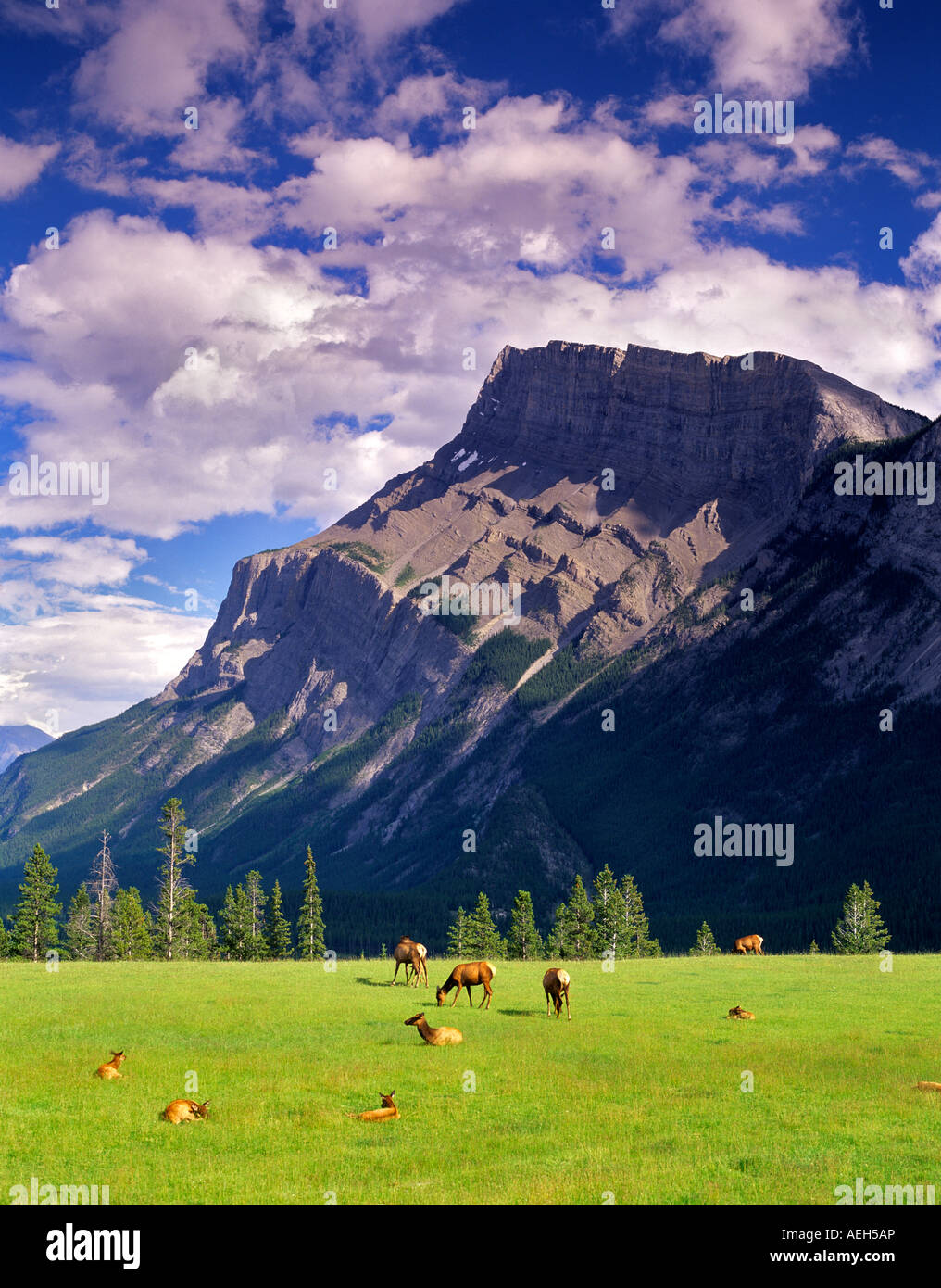 Mount Rundle and elk in meadow Banff National Park Canada Stock Photo ...
