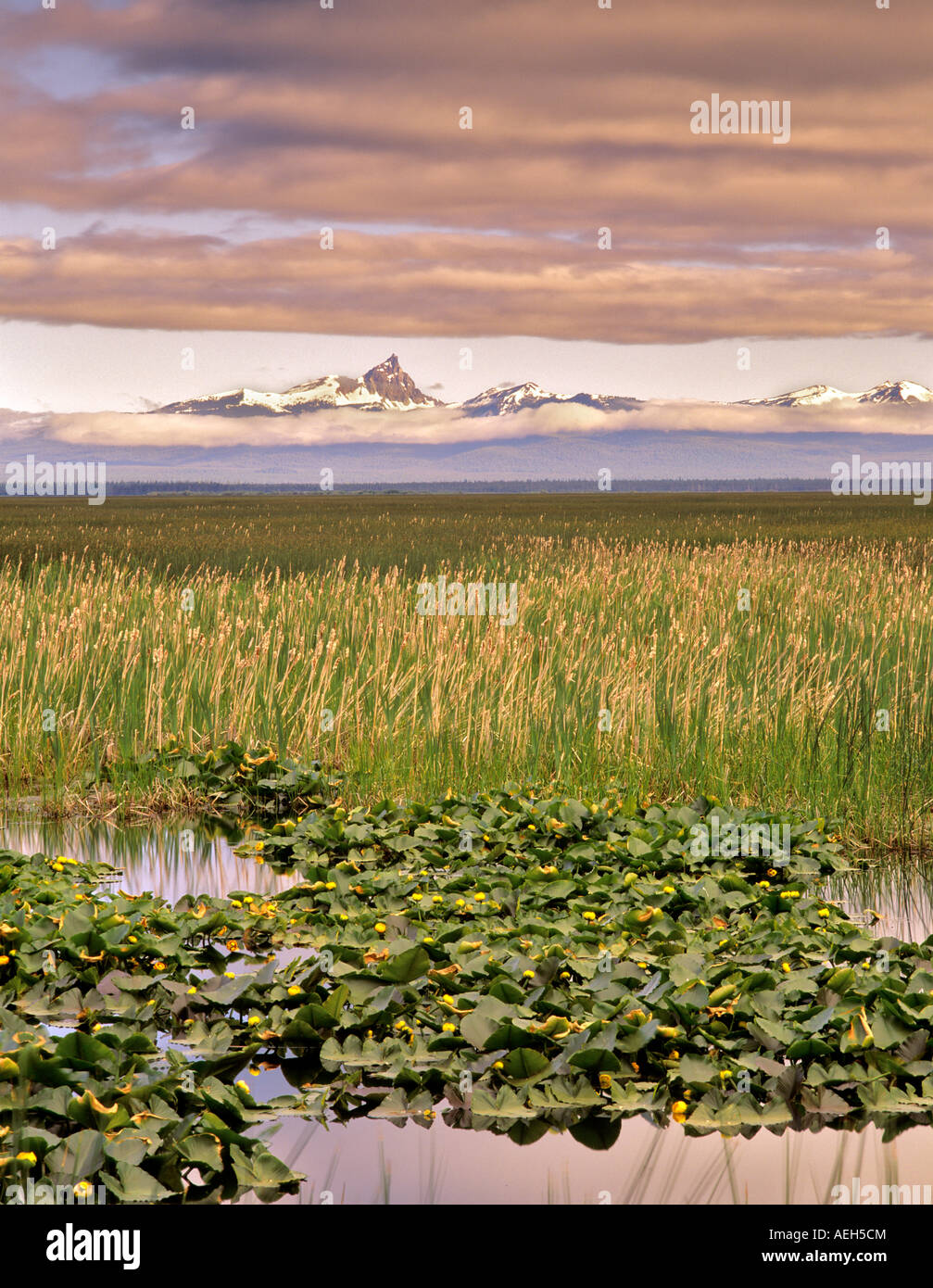 Kalamath Marsh with lilies and Mount Thielsen Oregon Stock Photo - Alamy