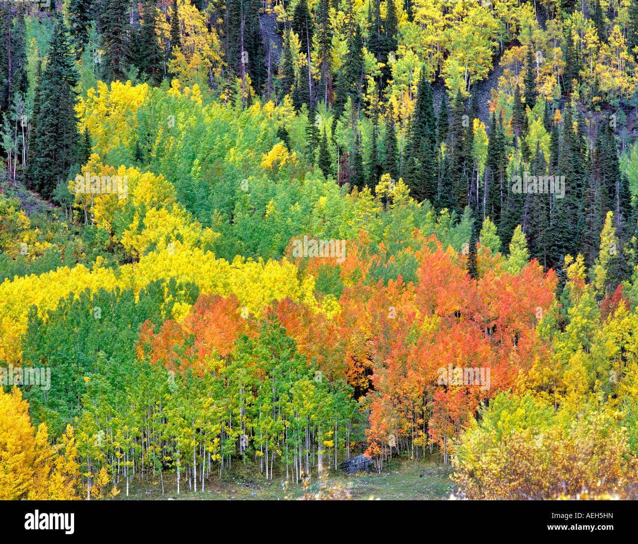 Dense aspen grove hi-res stock photography and images - Alamy