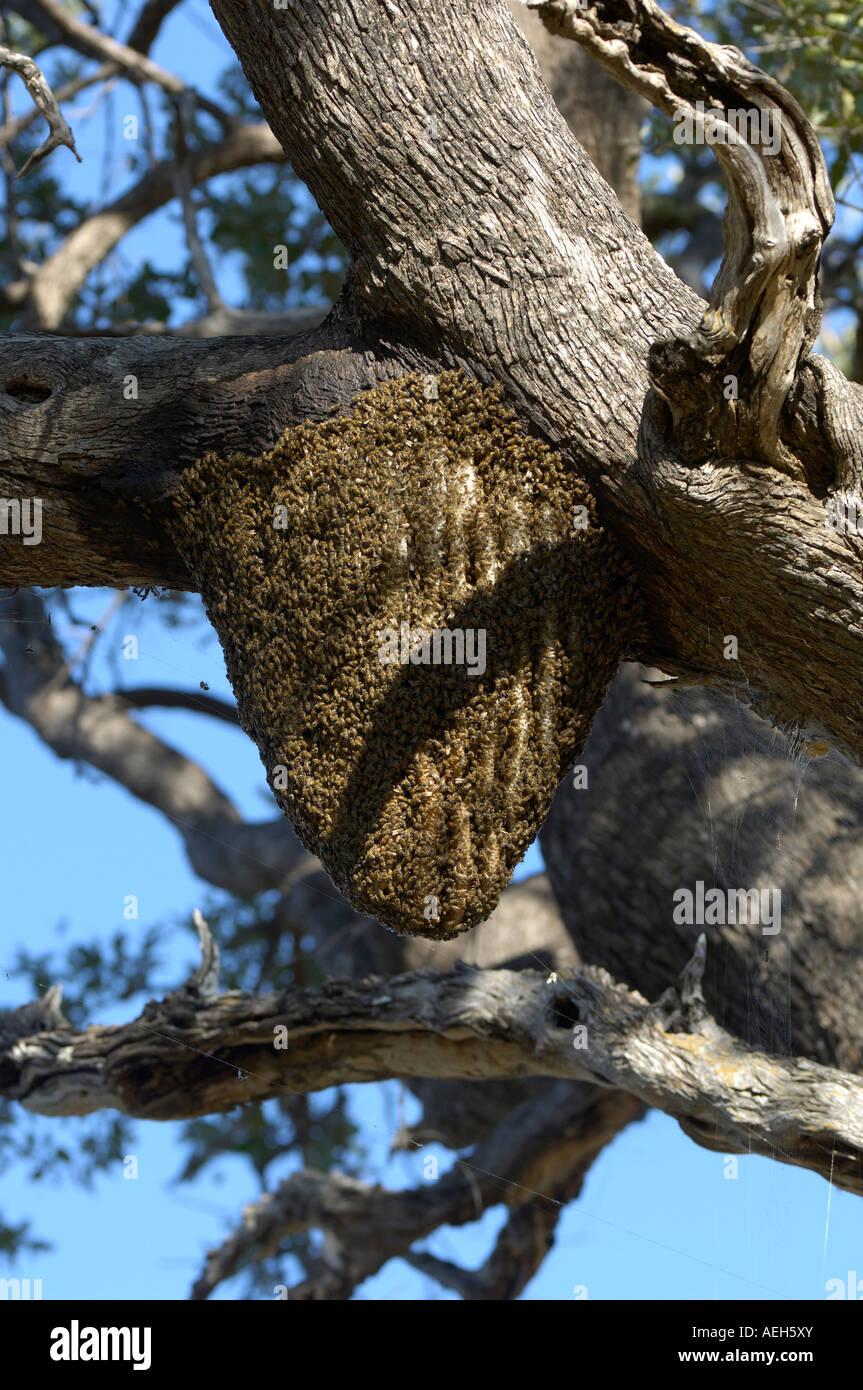 African Honey Beehive Apis melifera in tree South Luangwa National Park ...