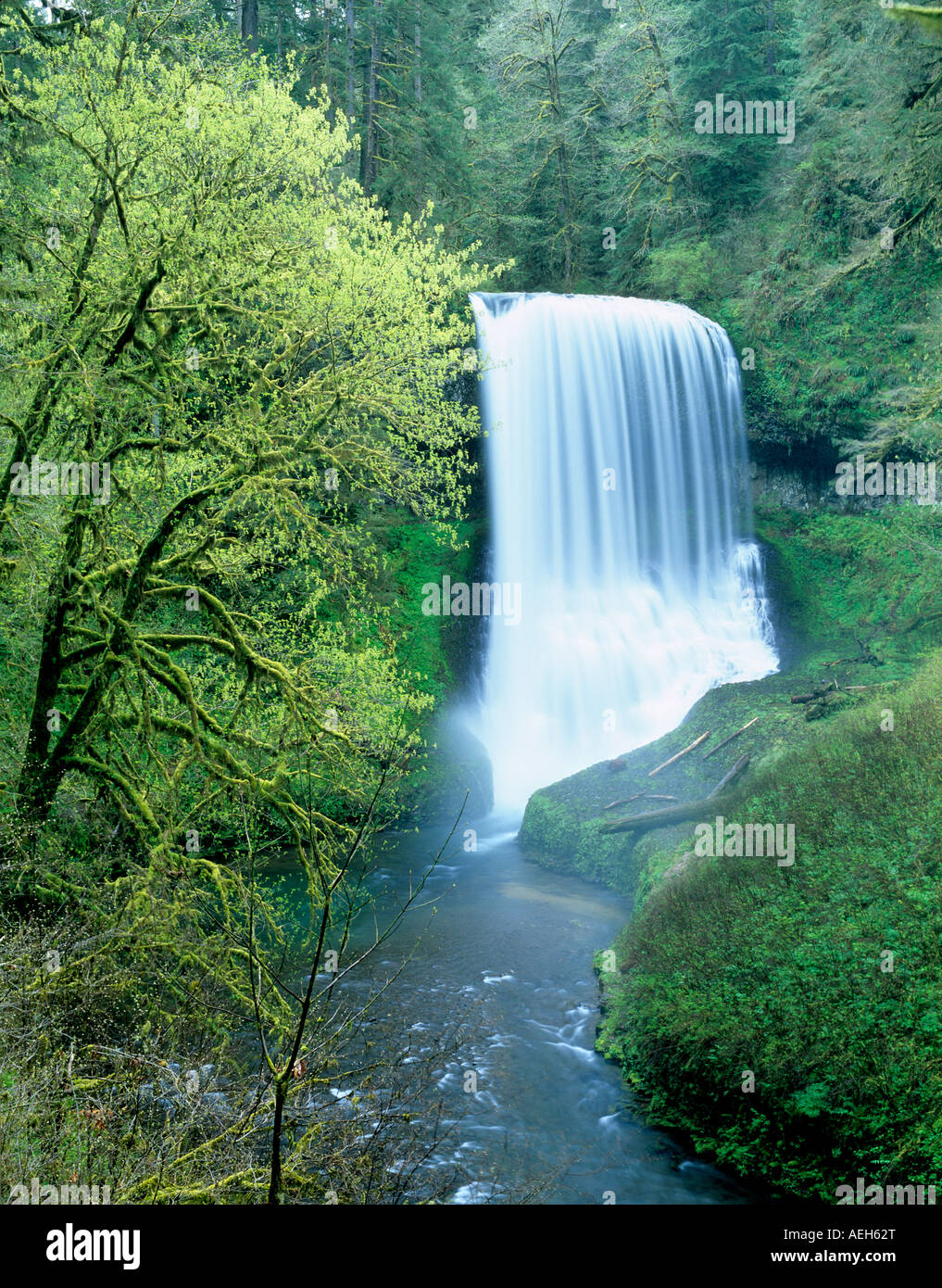 Middle North Falls with early spring growth Silver Falls State Park ...