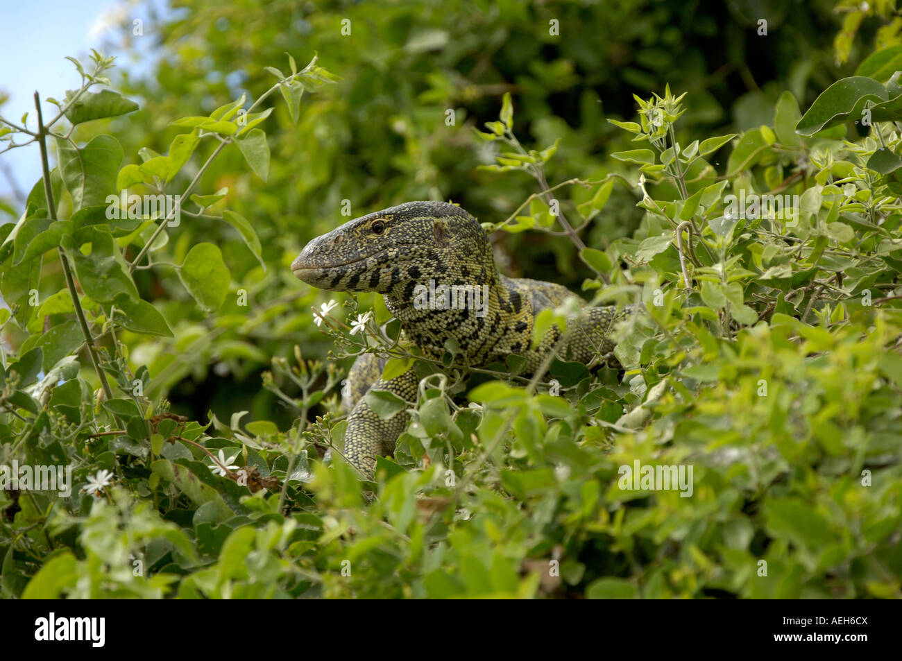 Nile Monitor Lizard Varanus niloticus Shire River Malawi climbing on ...