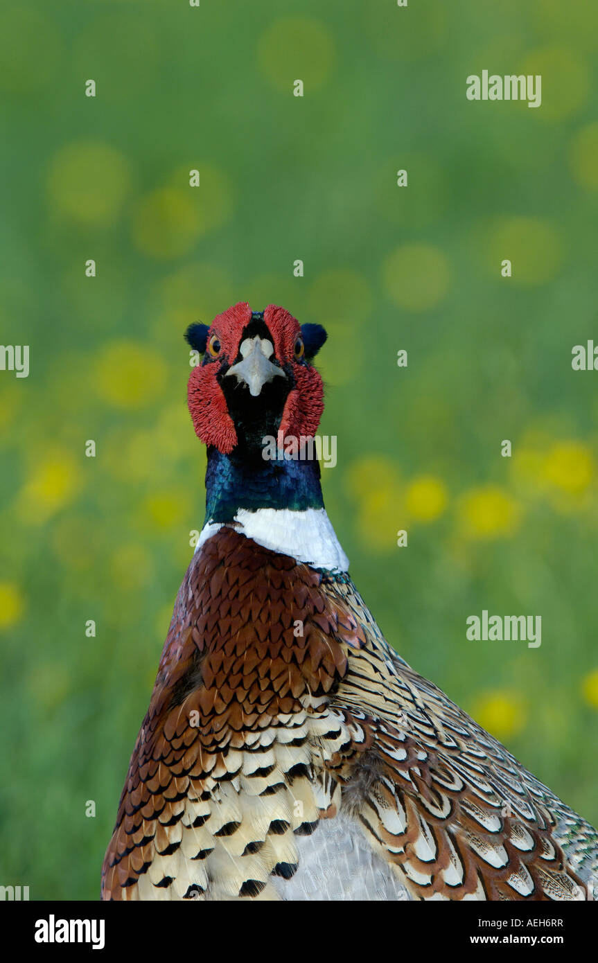Common Pheasant Phasianus colchicus Oxfordshire UK male portrait Stock ...