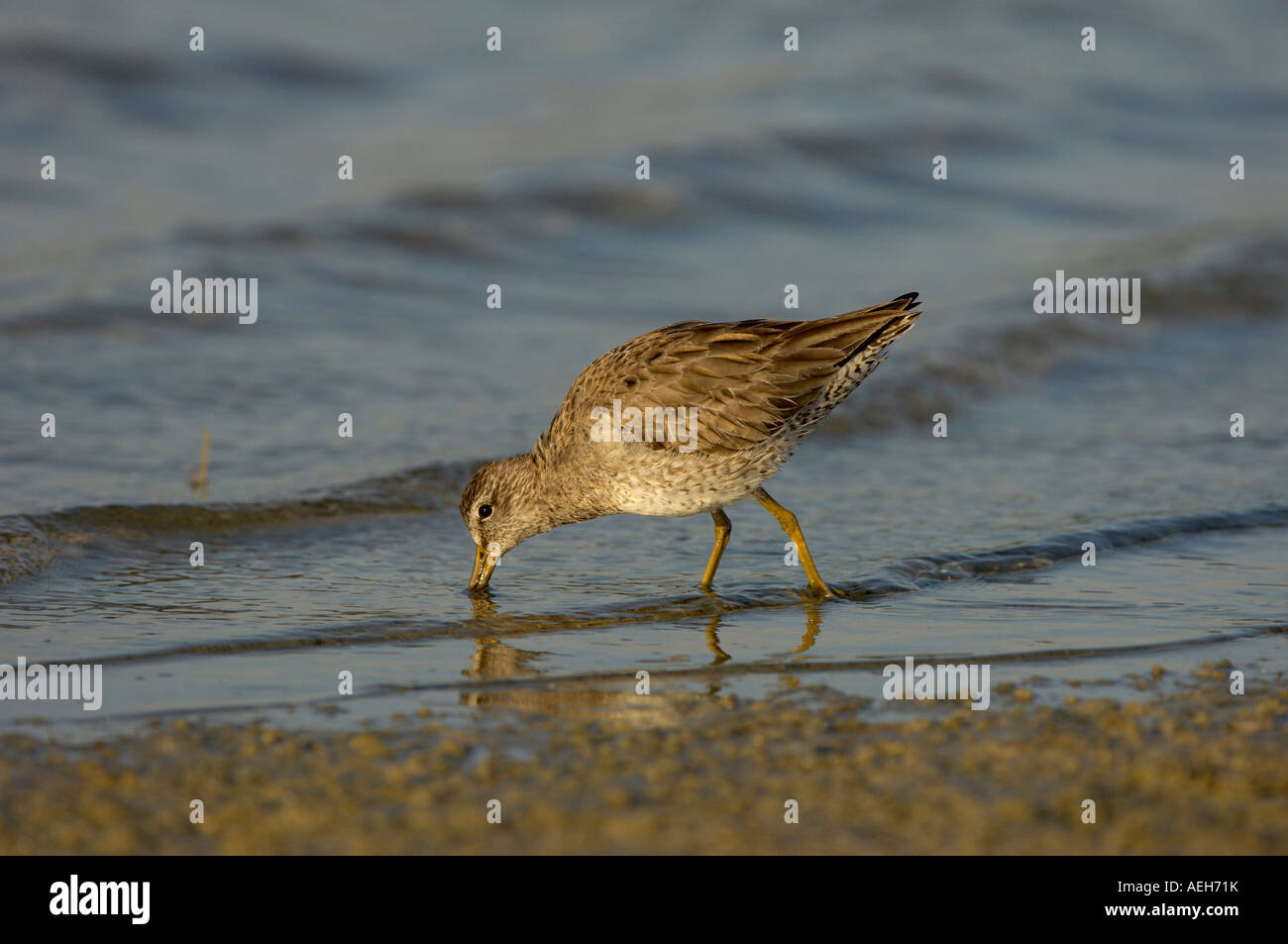 Short billed Dowitcher Limnodromus griseus Florida USA feeding probing ...