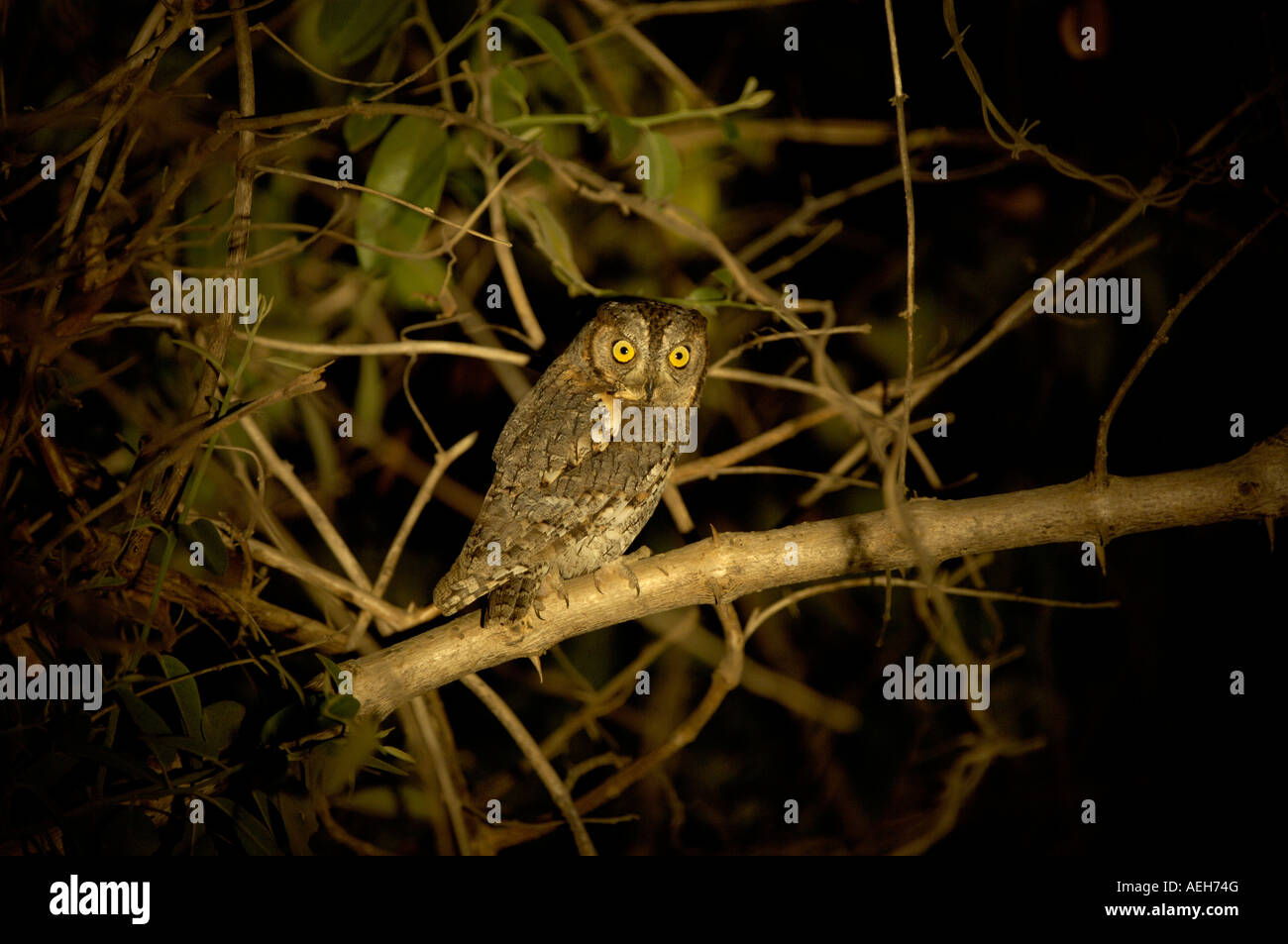 African Scops Owl Otus senegalensis perched in bush at night South ...