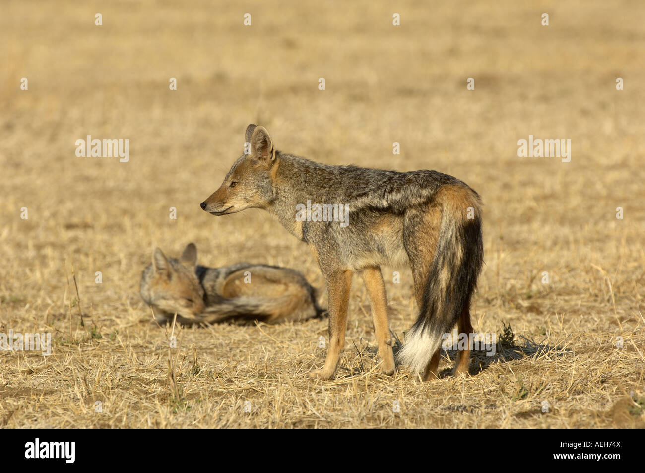 Side striped jackal canis adustus hi-res stock photography and images ...