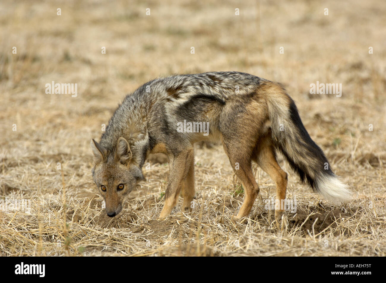 Side striped Jackal Canis adustus South Luangwa National Park Zambia ...