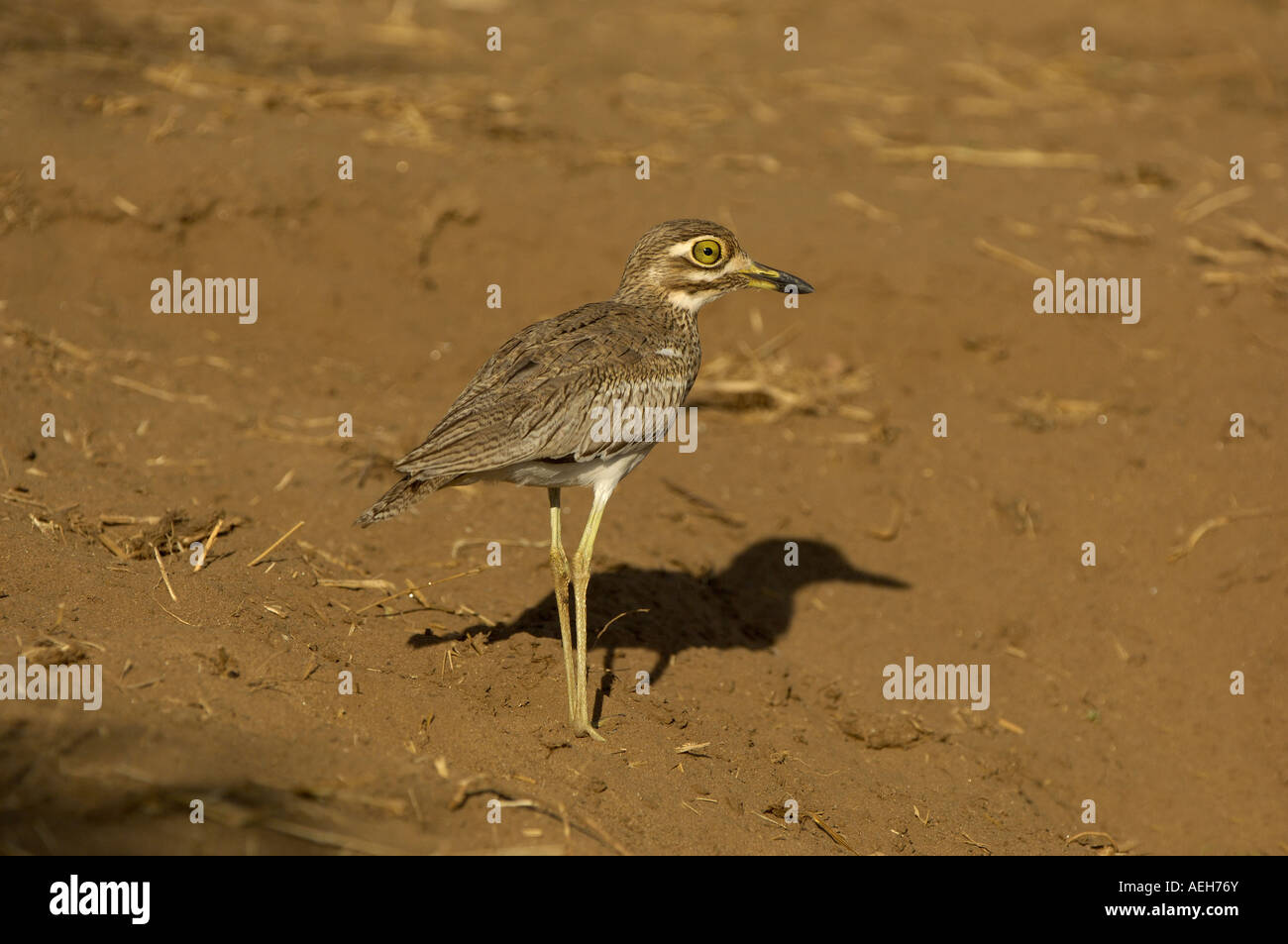 Water Dikkop or Thick knee Burhinus vermiculatus Shire River Malawi ...