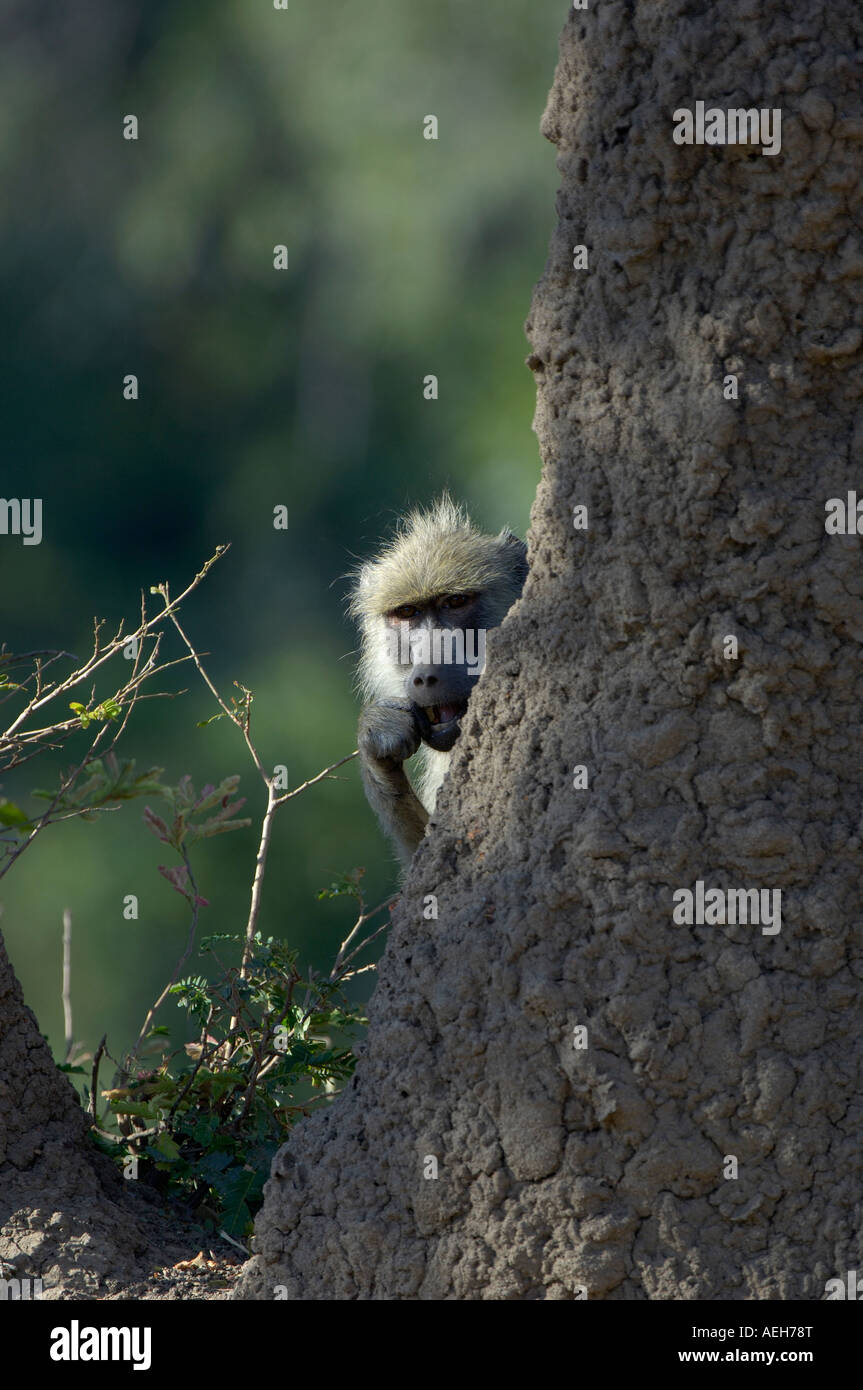 Yellow Baboon Papio cynocephalus South Luangwa National Park Zambia ...