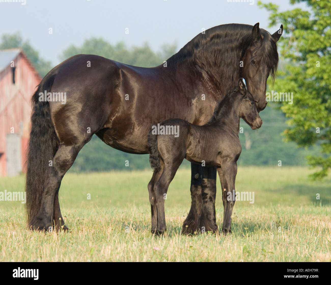 Friesian horse hi-res stock photography and images - Alamy