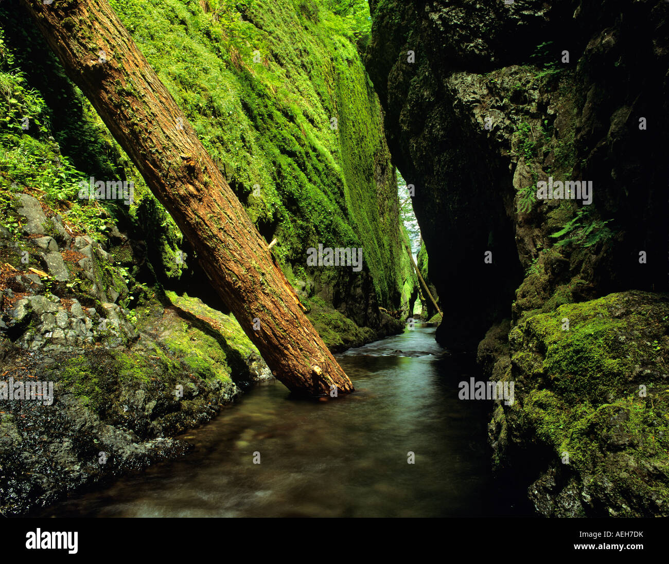 Oneonta gorge tunnel hi-res stock photography and images - Alamy