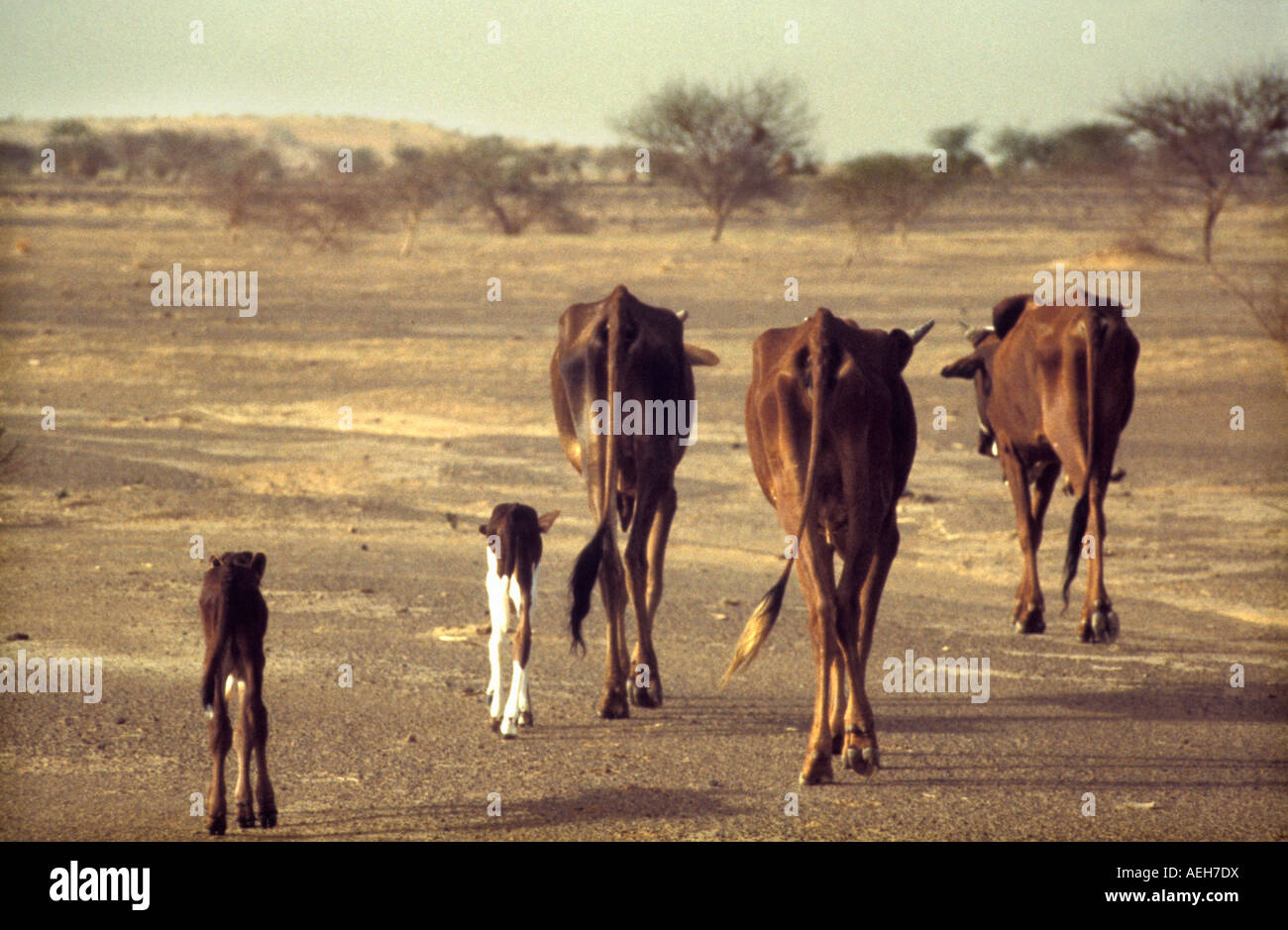 Mali Gao Cattle in Sahel, Cows during Drought of 1984 and 1985 Stock ...
