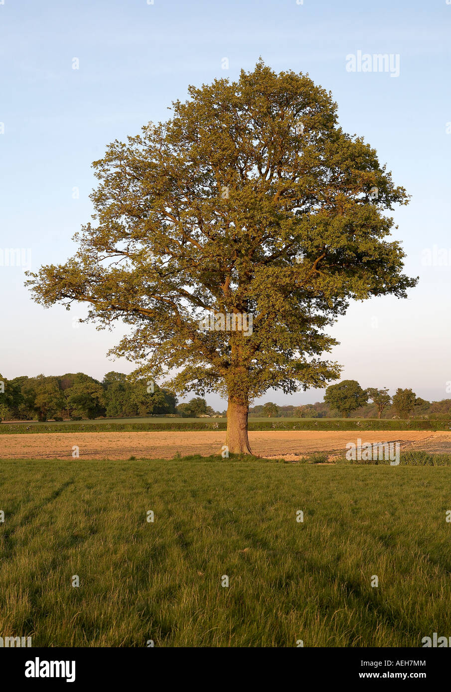 SINGLE SOLITARY OAK TREE IN A FIELD IN NORFOLK ENGLAND WITH A BLUE SKY ...