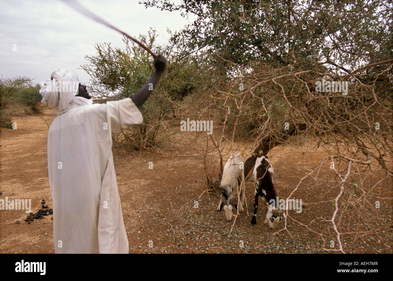 Mali Ansongo Man of Sonrai tribe herding goats Stock Photo - Alamy