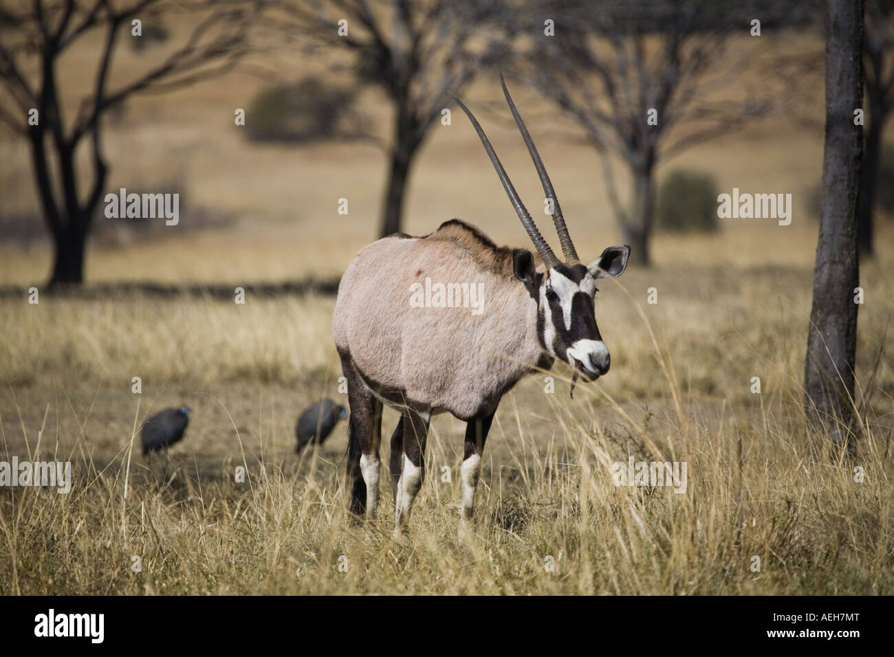 Gemsbok standing and eating seed pods with guinea fowl and trees in the ...