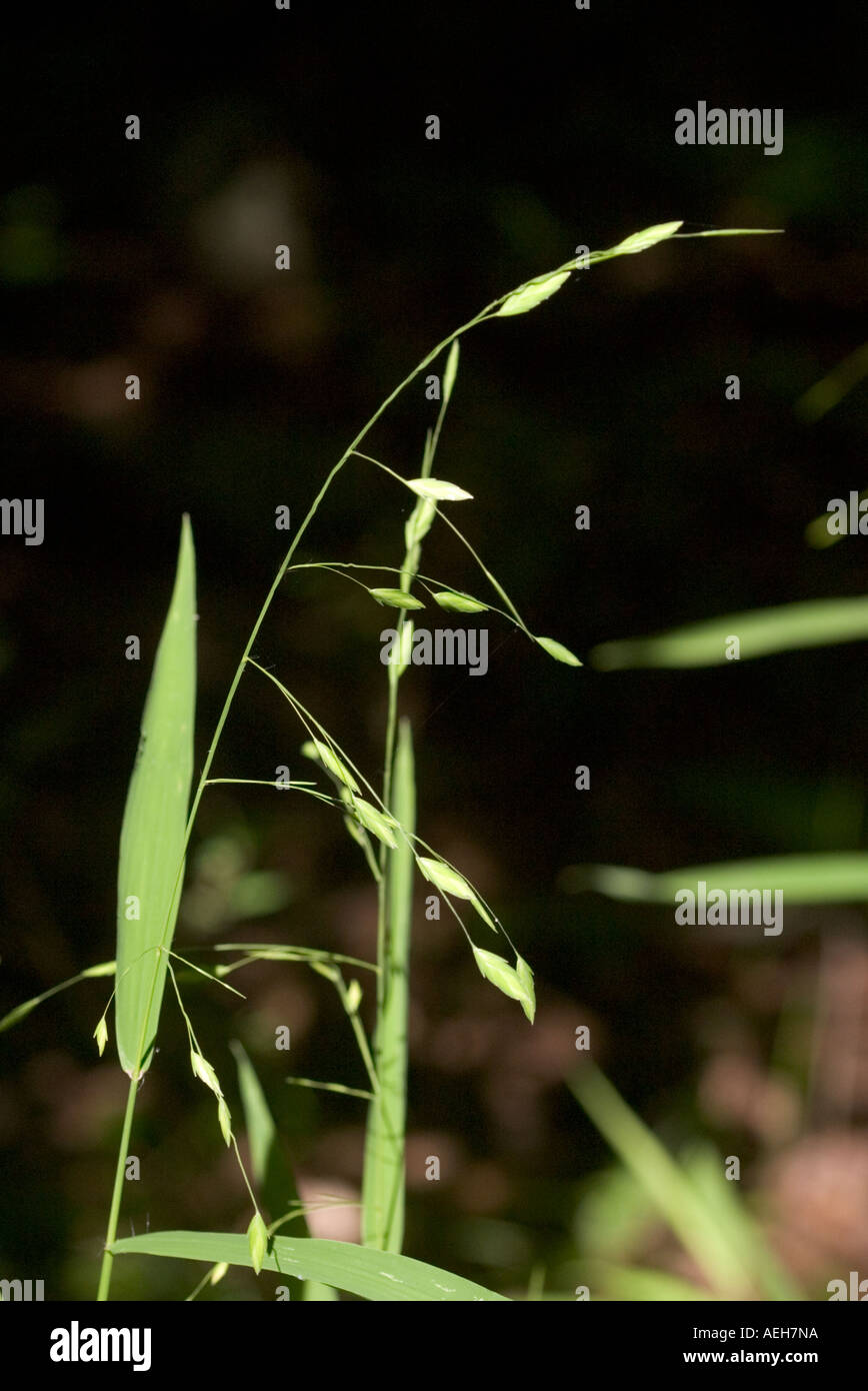 Broadleaf Uniola grass seedheads Stock Photo - Alamy