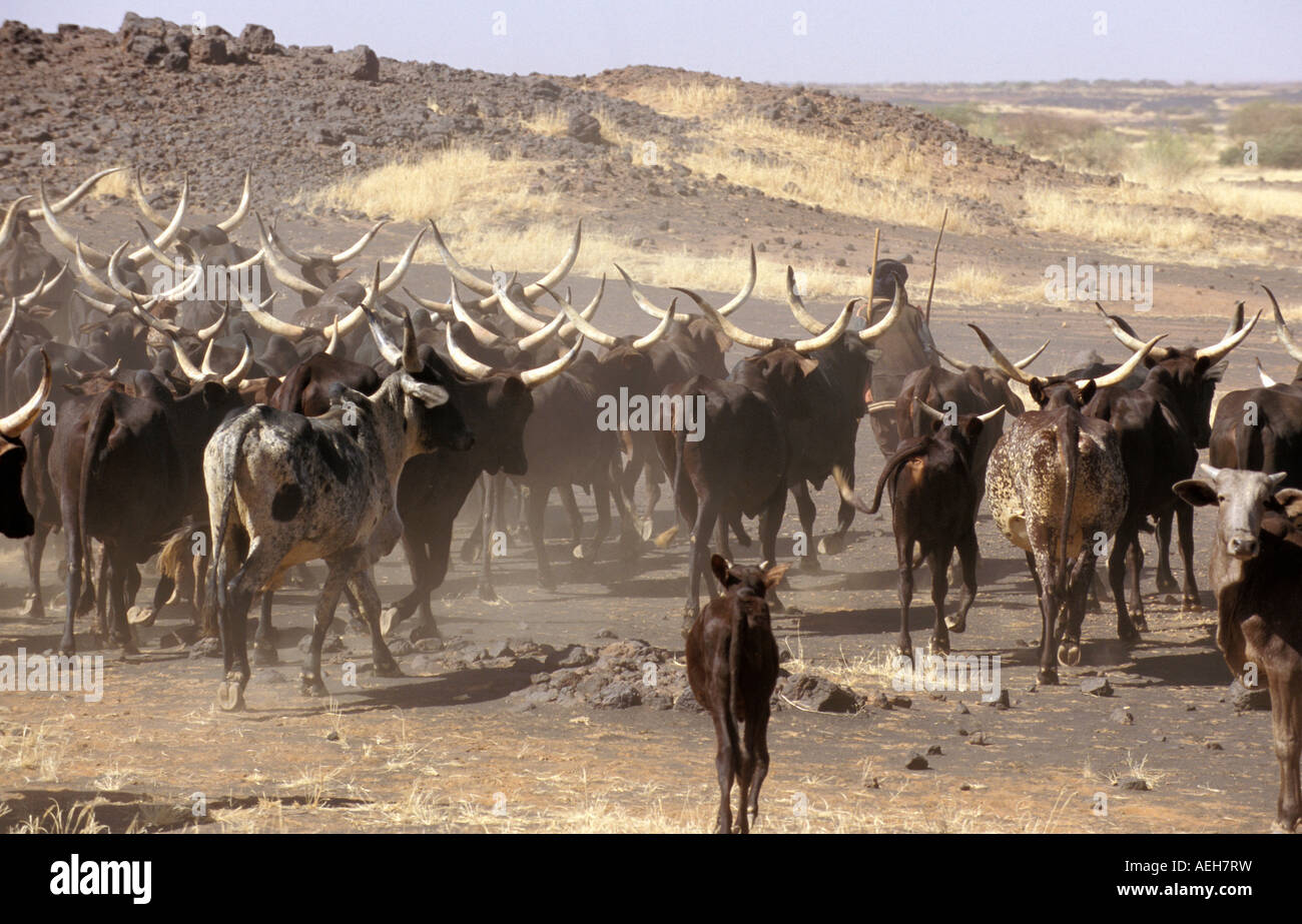 Mali Ansongo, Sahel, Man of Peul tribe herding his cows Stock Photo - Alamy