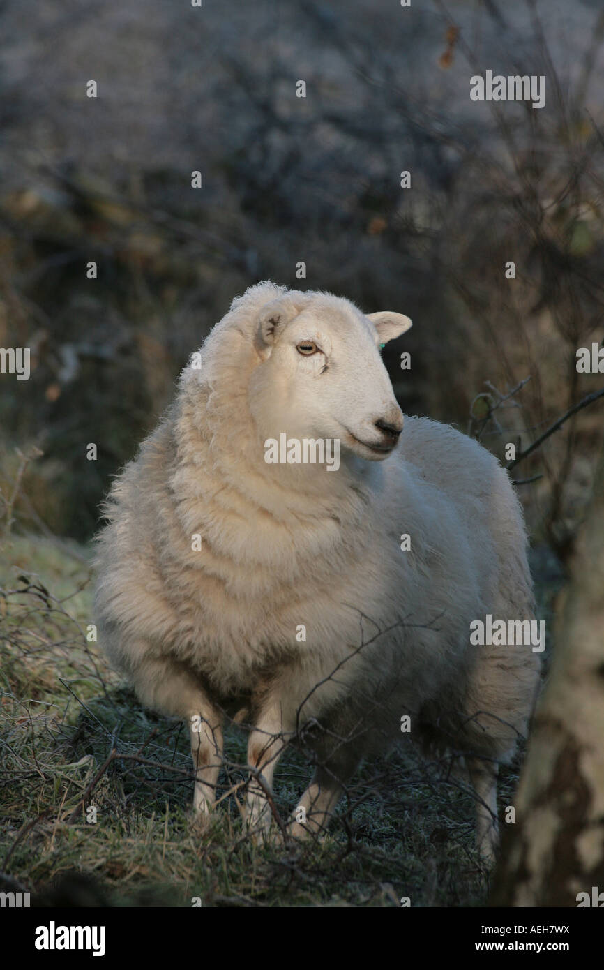 Ewe standing in heather Stock Photo - Alamy