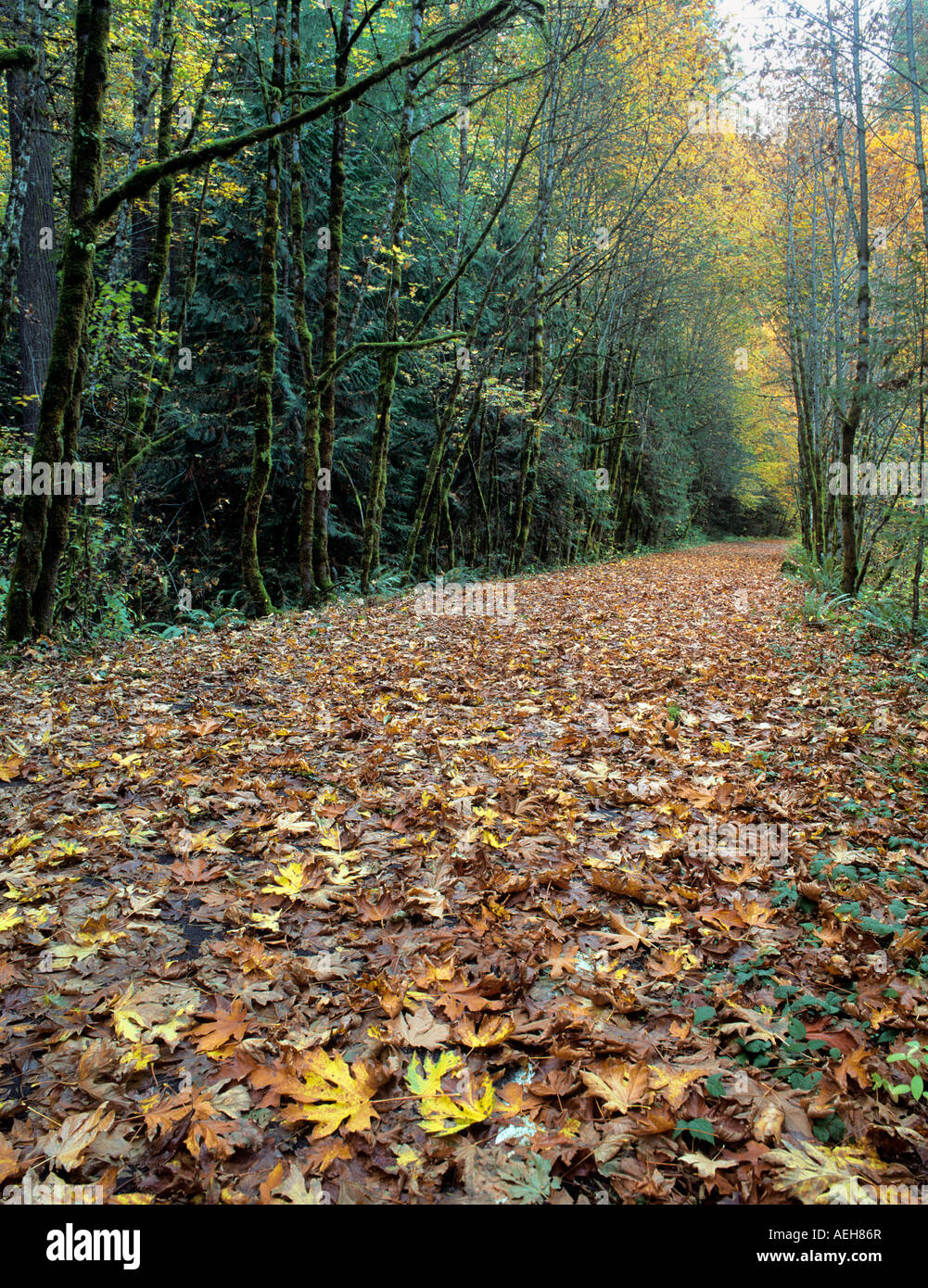 Oakridge oregon hi-res stock photography and images - Alamy