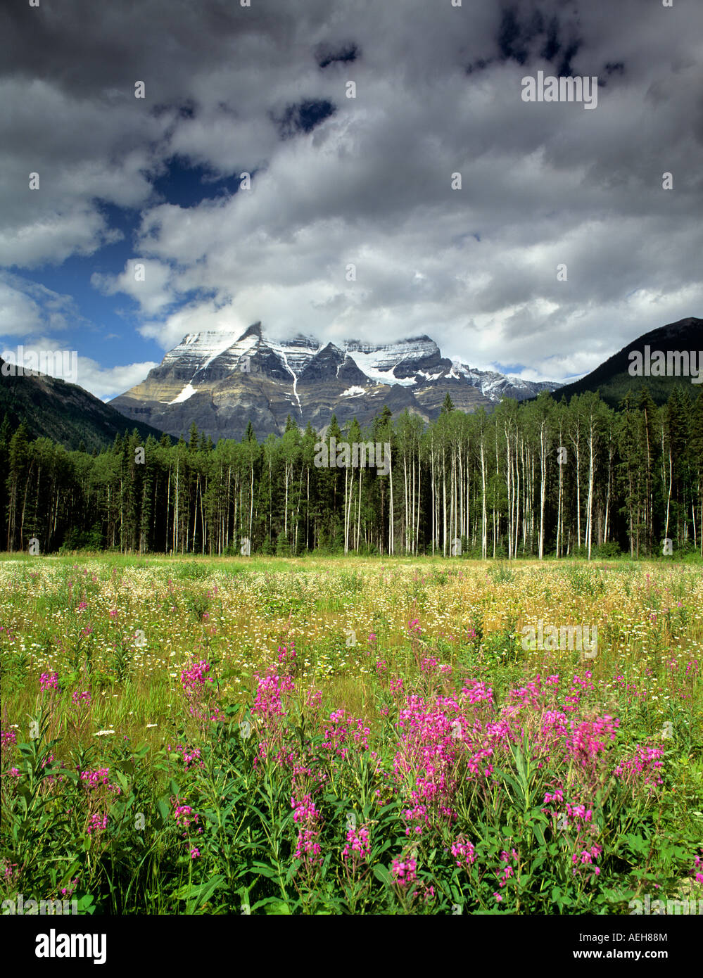 Silhouettes mountains trees flowers hi-res stock photography and images ...