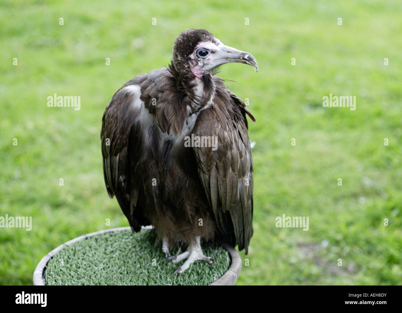 Vulture on a perch Stock Photo - Alamy