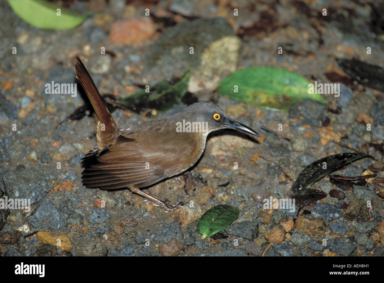 Trembler hi-res stock photography and images - Alamy
