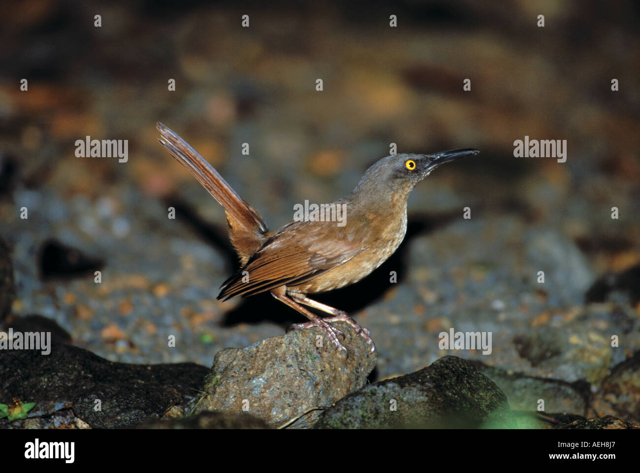 Trembler hi-res stock photography and images - Alamy
