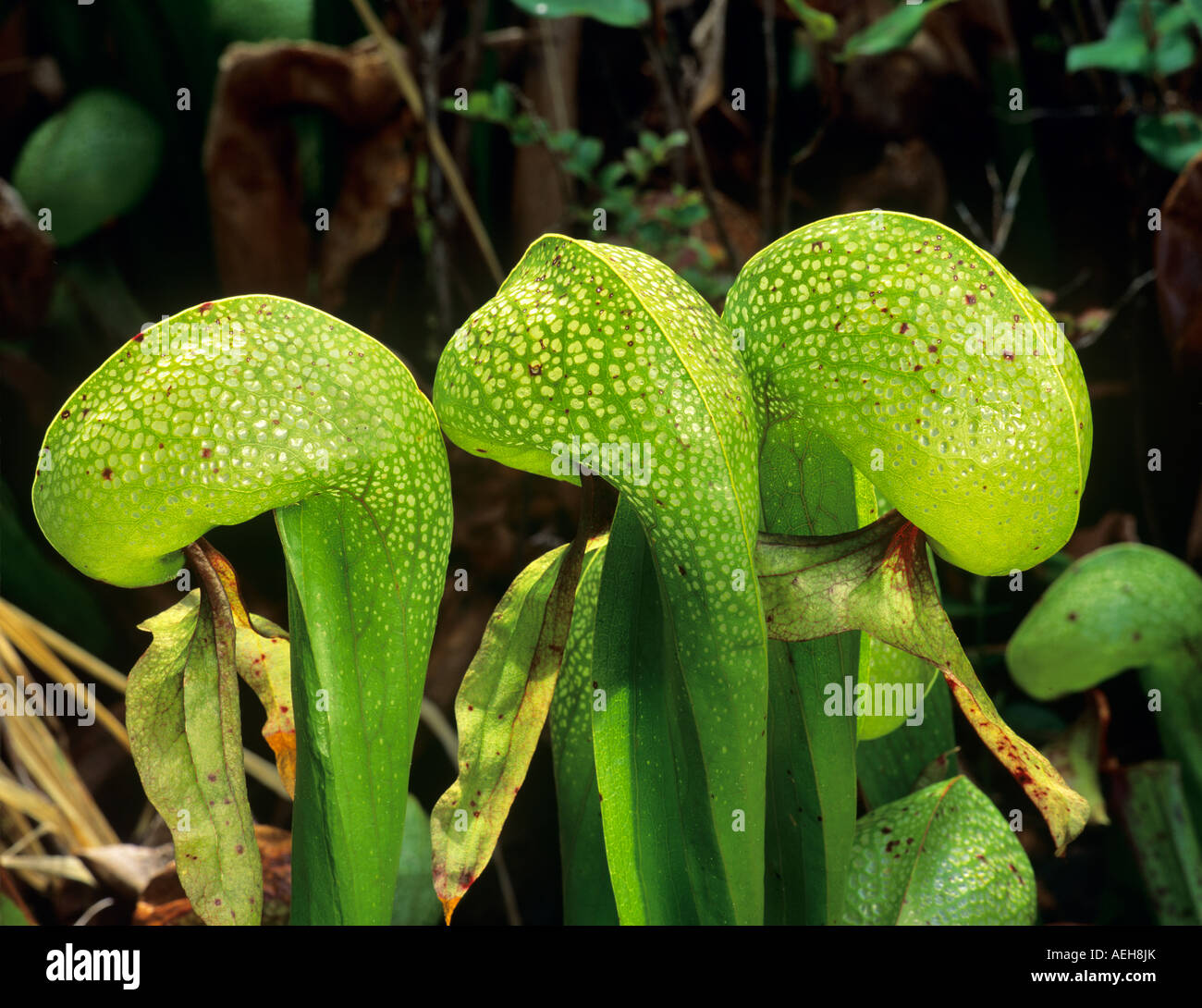 Oregon darlingtonia wayside hi-res stock photography and images - Alamy