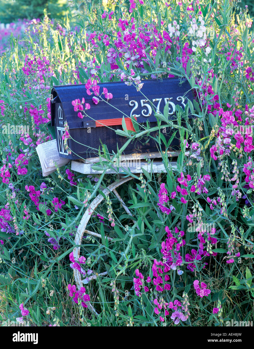 Rural mailbox and sweetpeas Near Alpine Oregon Stock Photo - Alamy