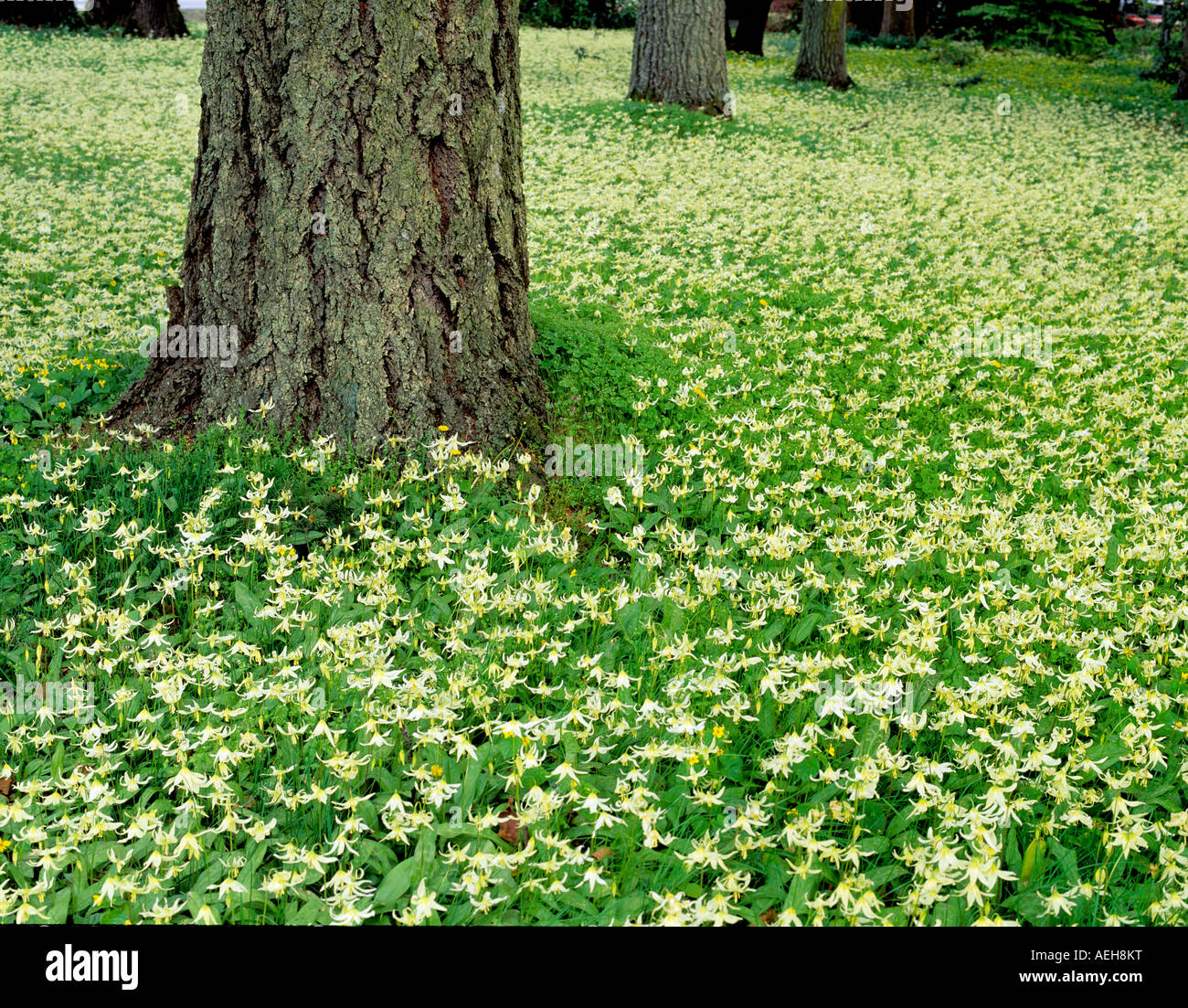 Avalanche Lilly erythronium oregonium Near Corvallis Oregon Stock Photo ...