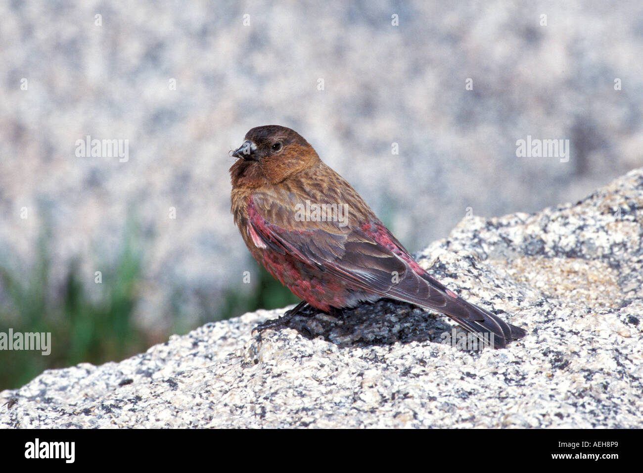 Rosy finch hi-res stock photography and images - Alamy