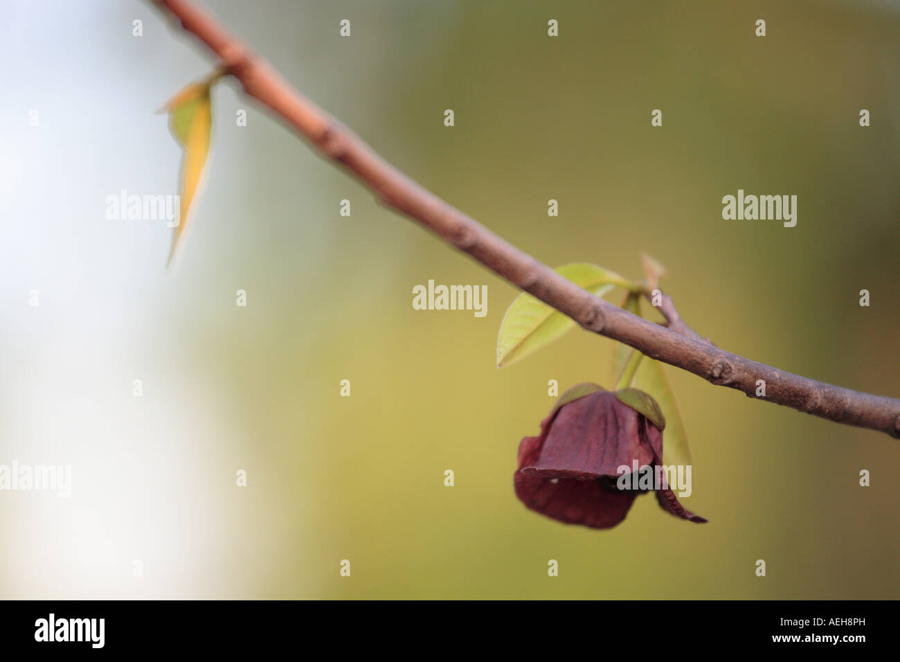 paw paw tree flower in spring Stock Photo - Alamy