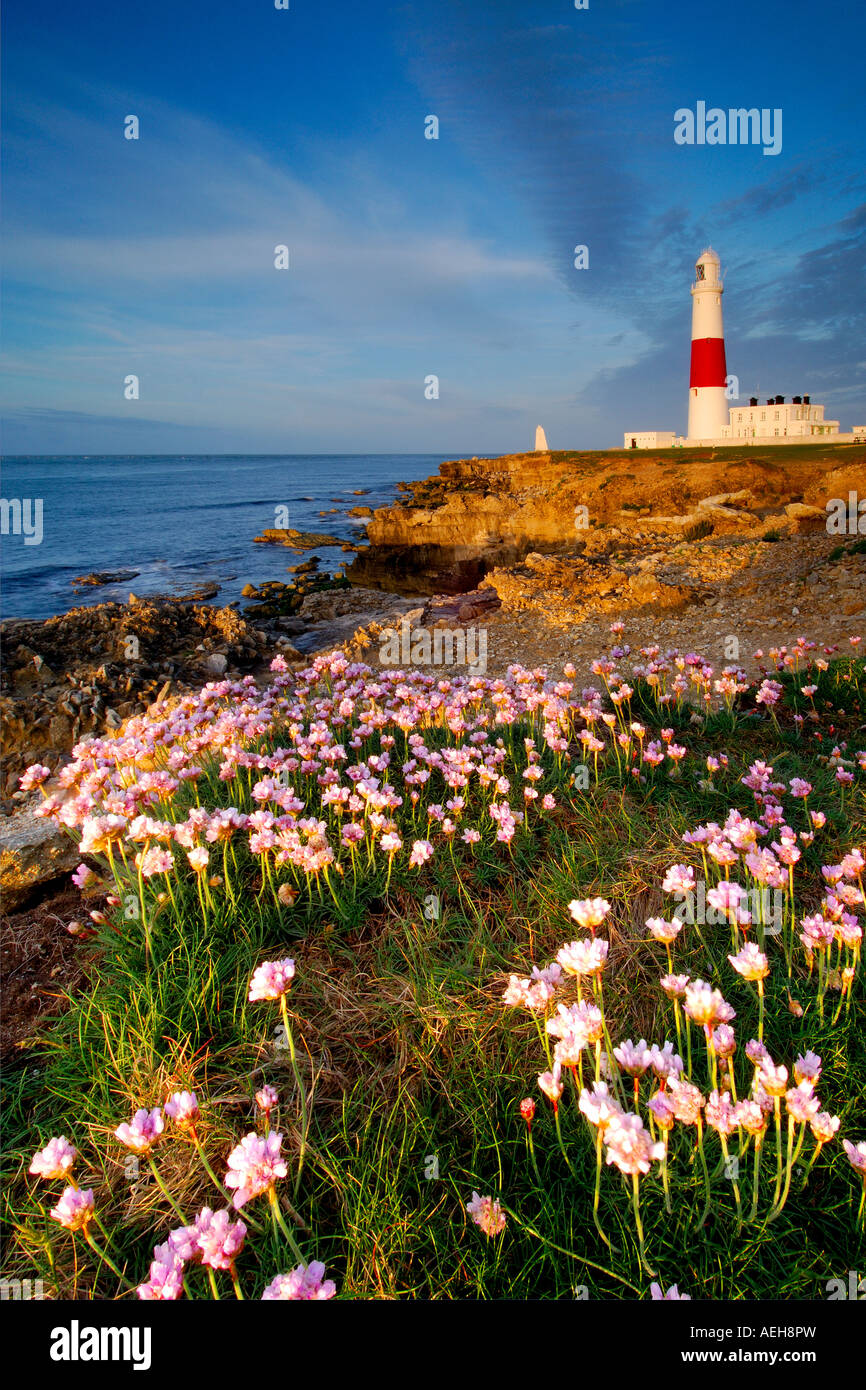 Portland Bill lighthouse at dawn taken from the clifftop with masses of ...