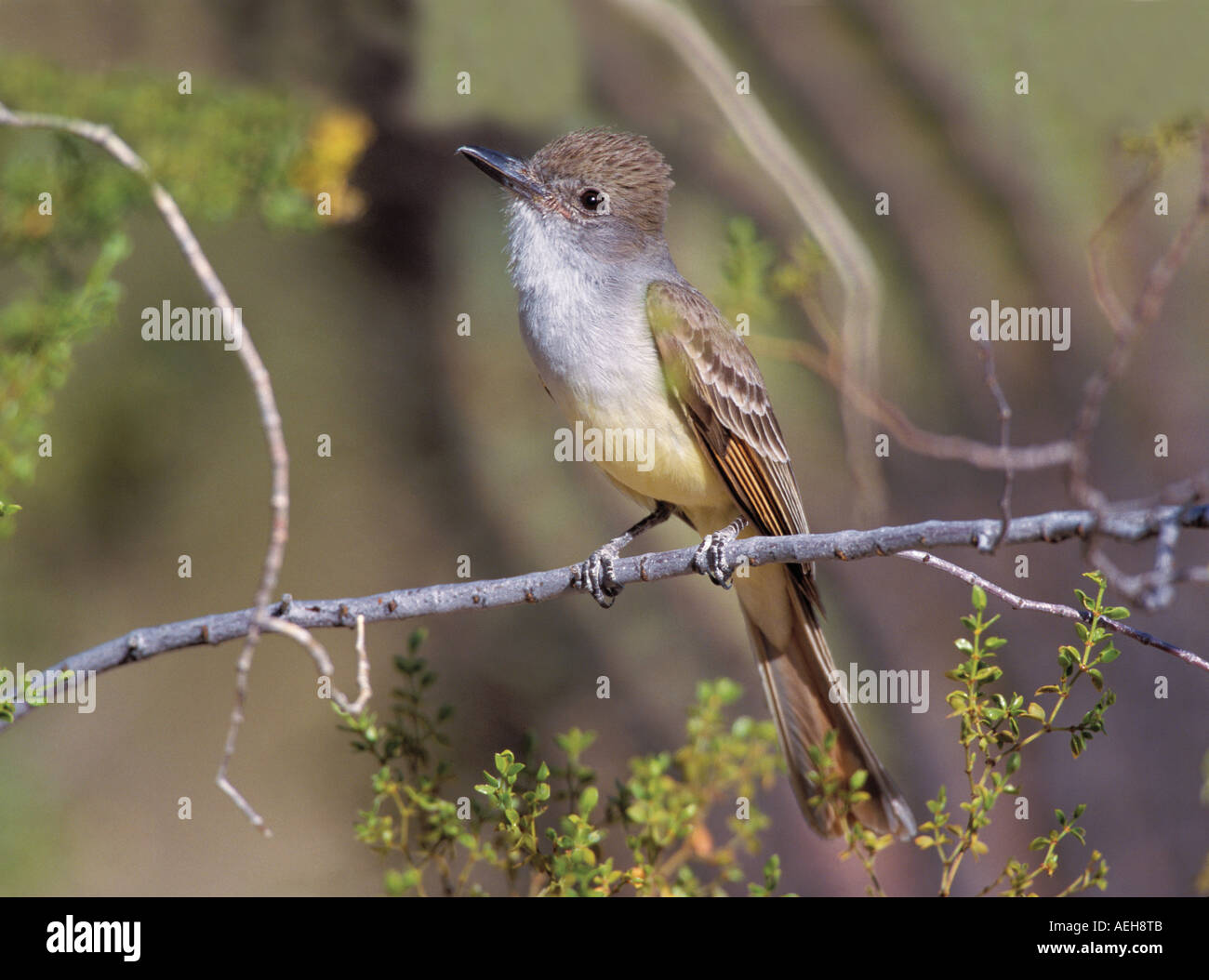 Flycatcher brown crested bird hi-res stock photography and images - Alamy