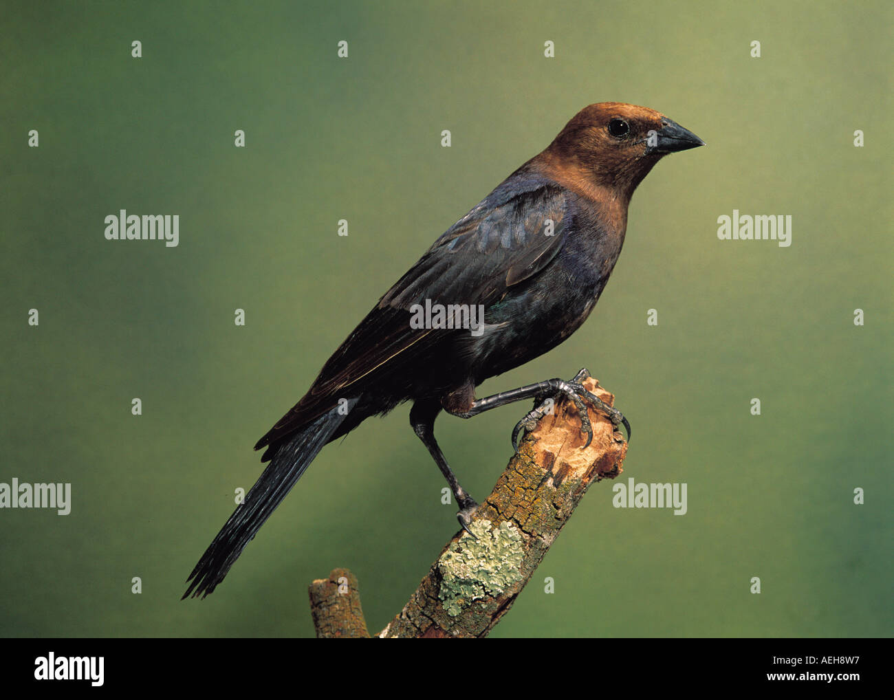 Brown headed cowbird egg hi-res stock photography and images - Alamy