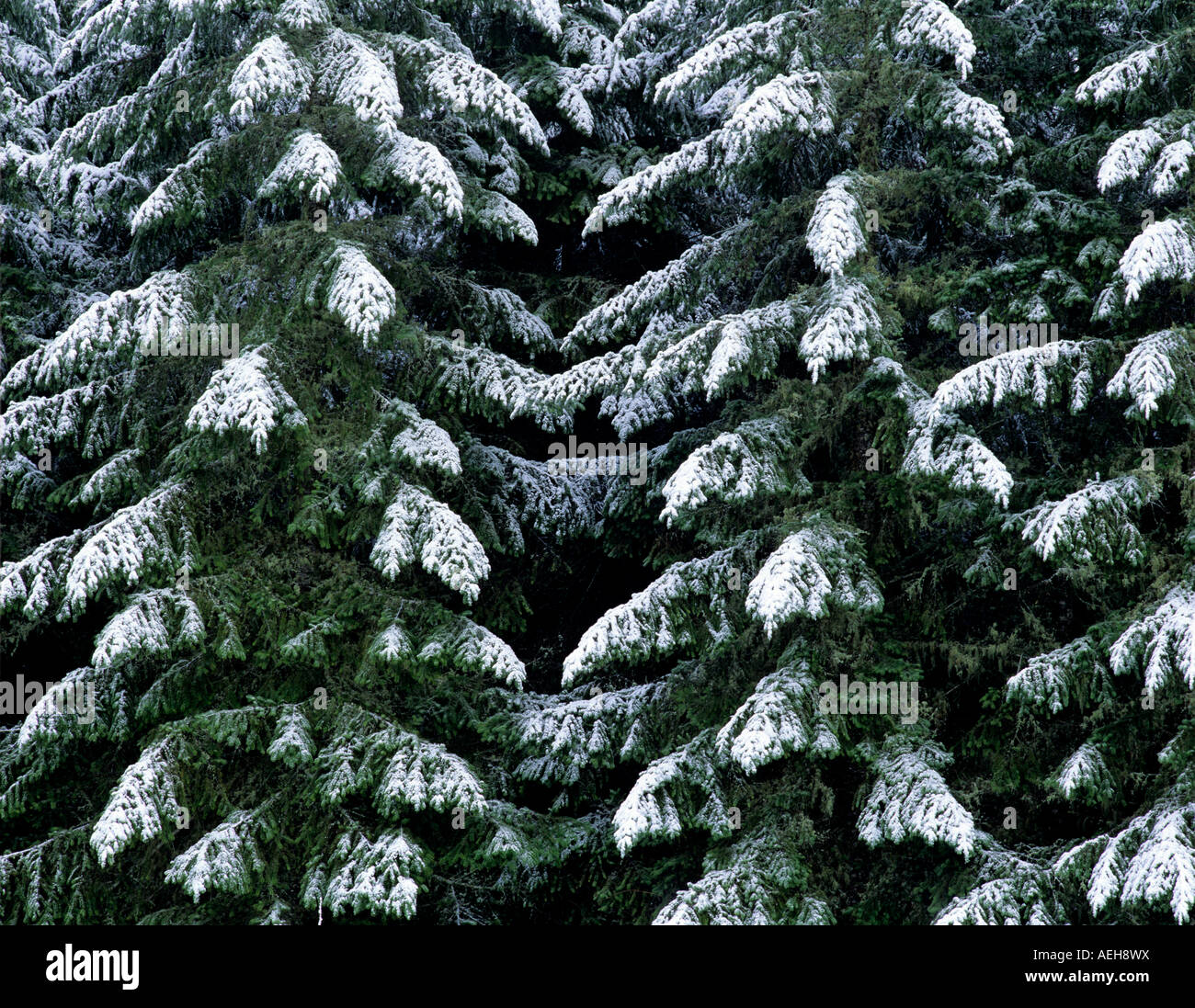 Snow on Douglas Fir tree tips Near Bellfountain Oregon Stock Photo - Alamy