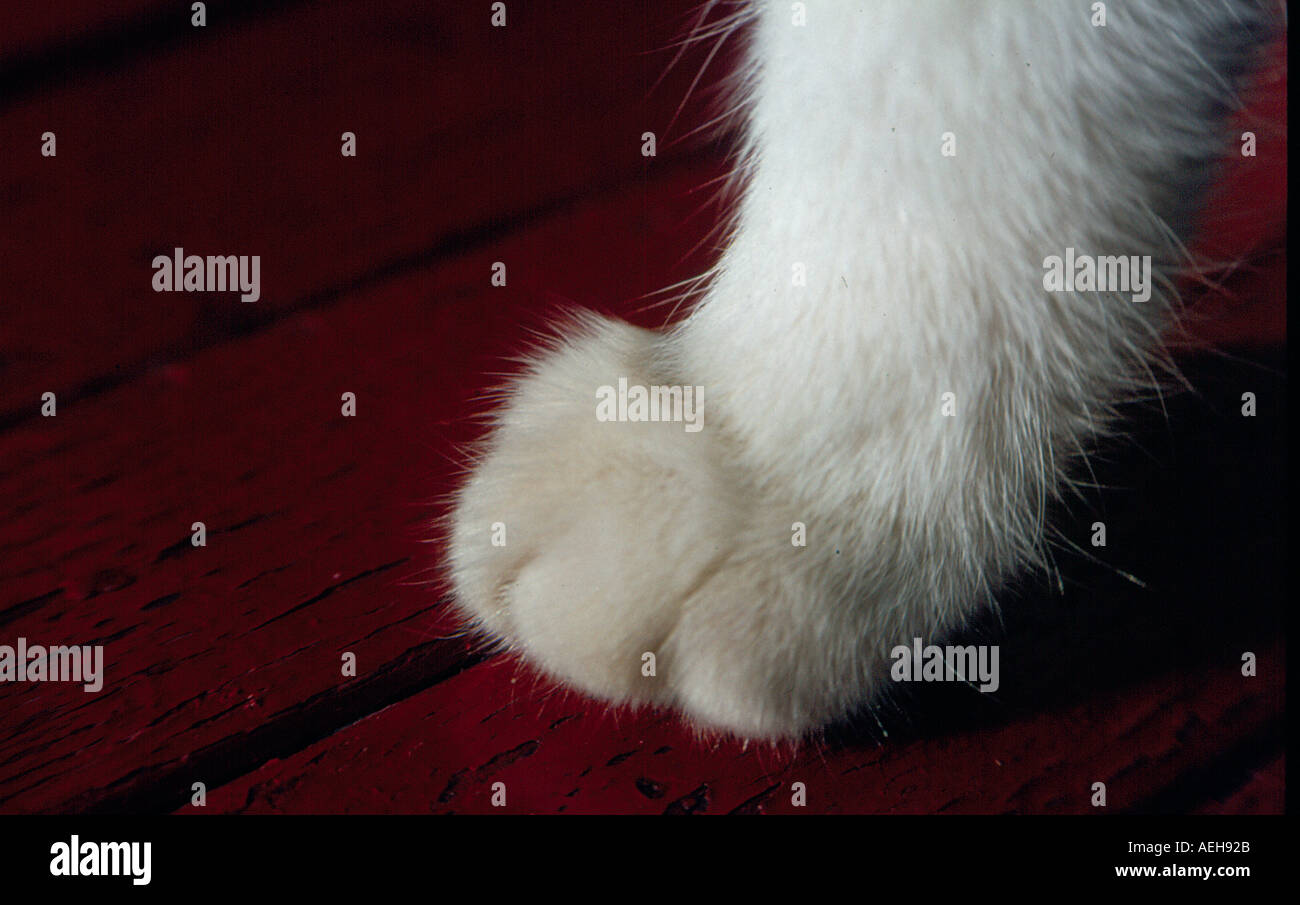 white paw of a cat. Photo by Willy Matheisl Stock Photo - Alamy