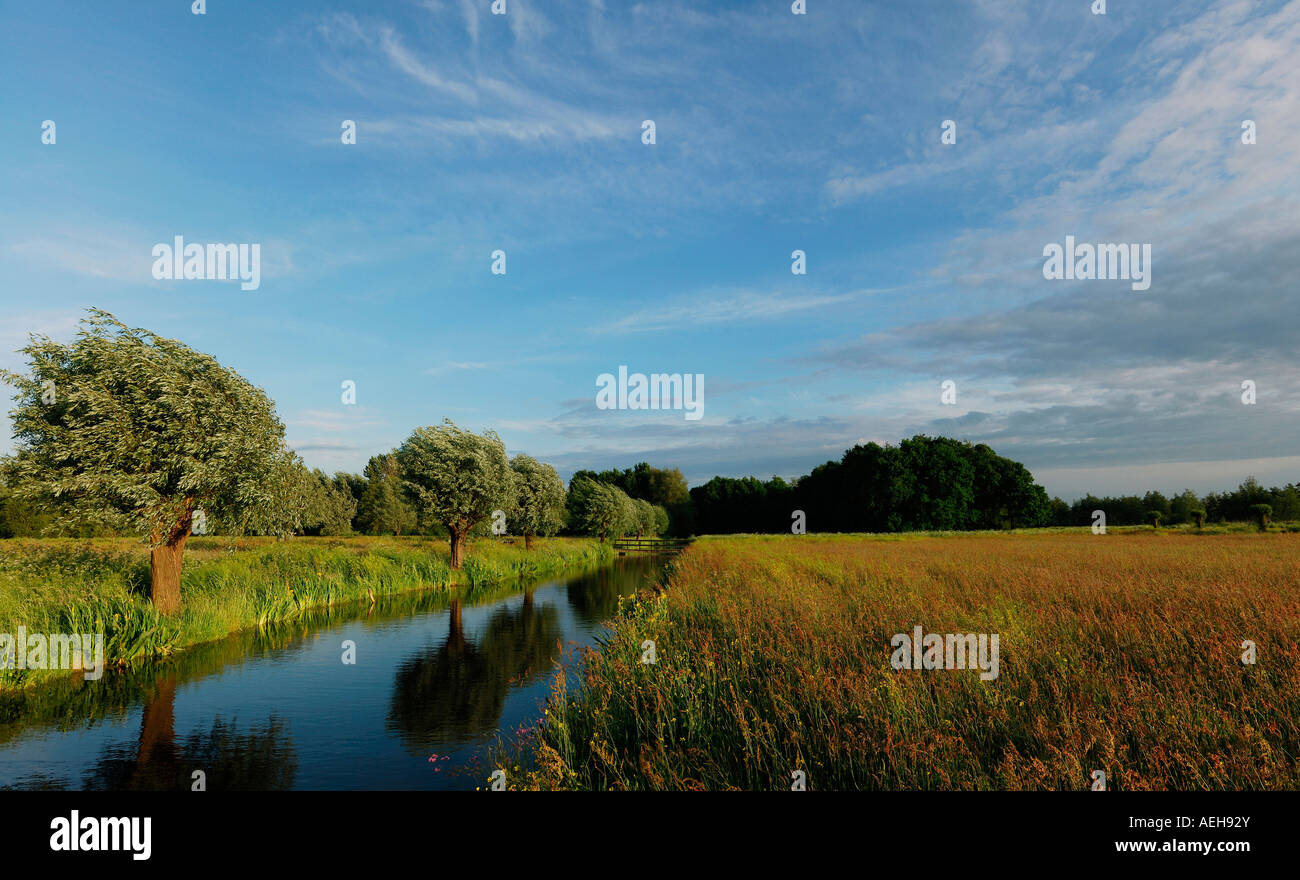 Dutch willow trees in evening sunlight near Gouda, Holland Stock Photo ...