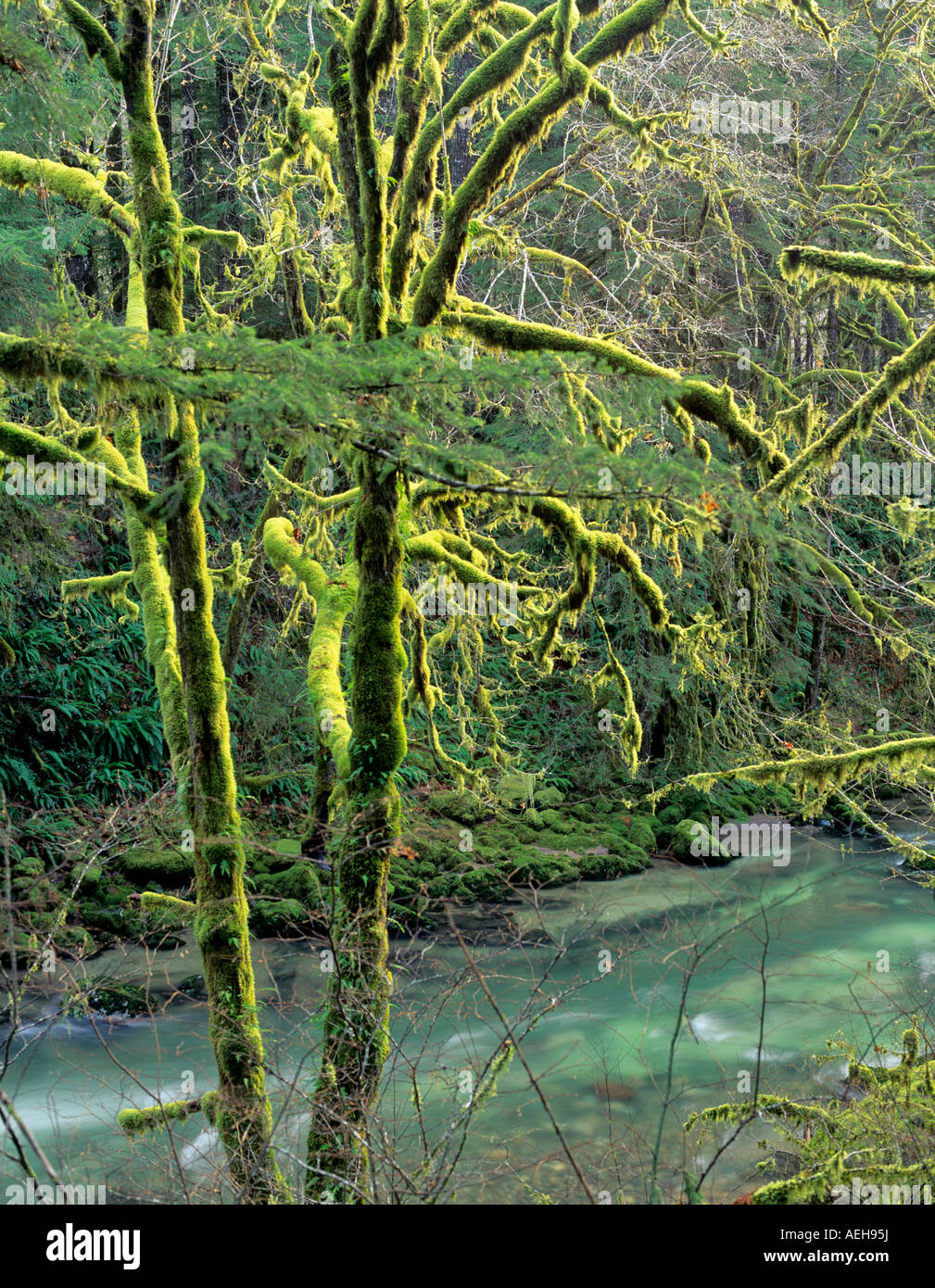 Moss covered trees and Santiam River Oregon Stock Photo - Alamy
