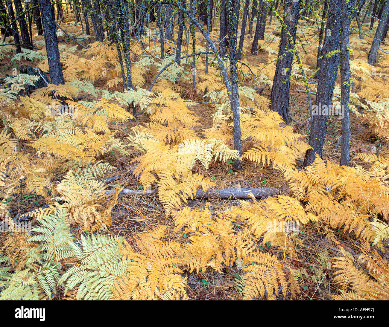 Ferns in fall color Near Metolius River Oregon Stock Photo - Alamy