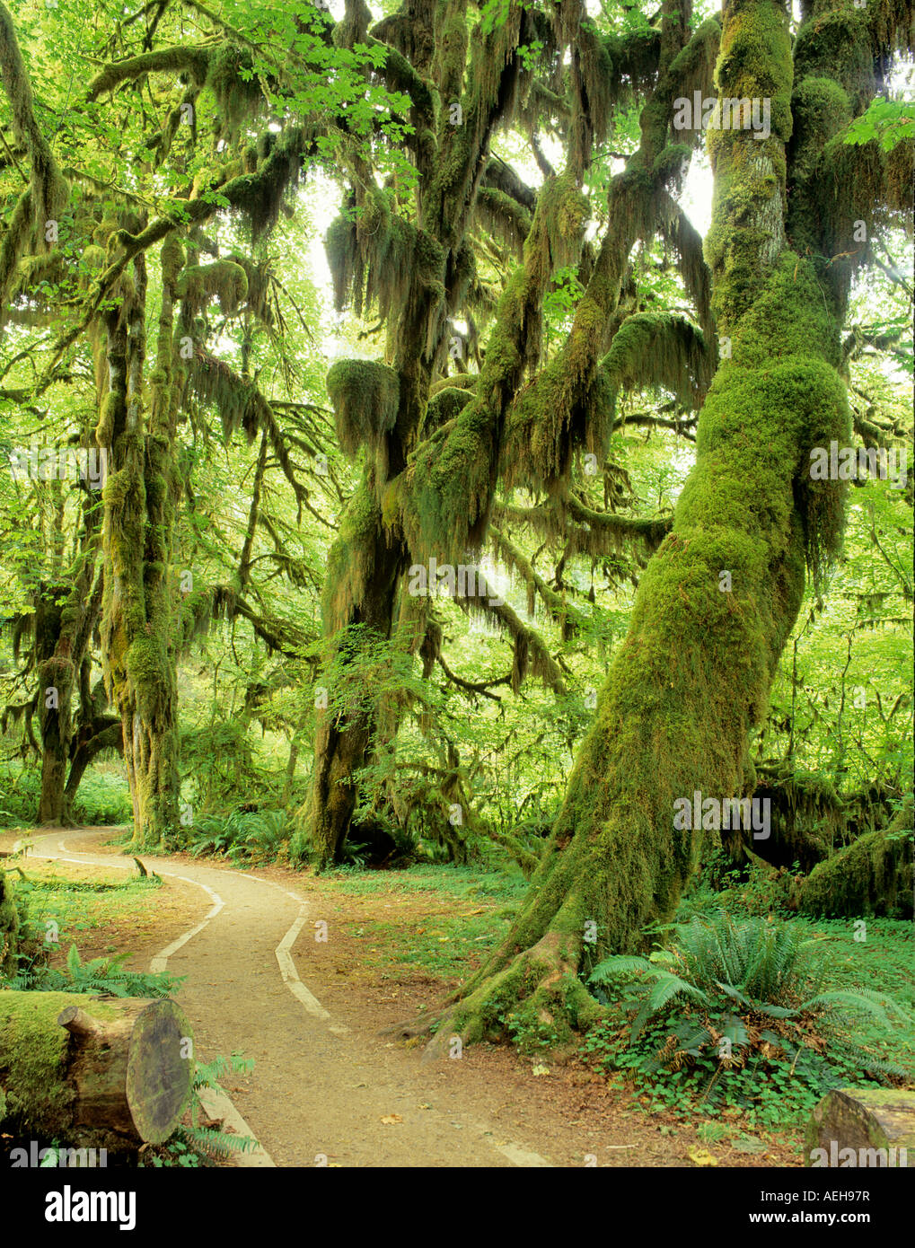 The hoh rain forest hi-res stock photography and images - Alamy