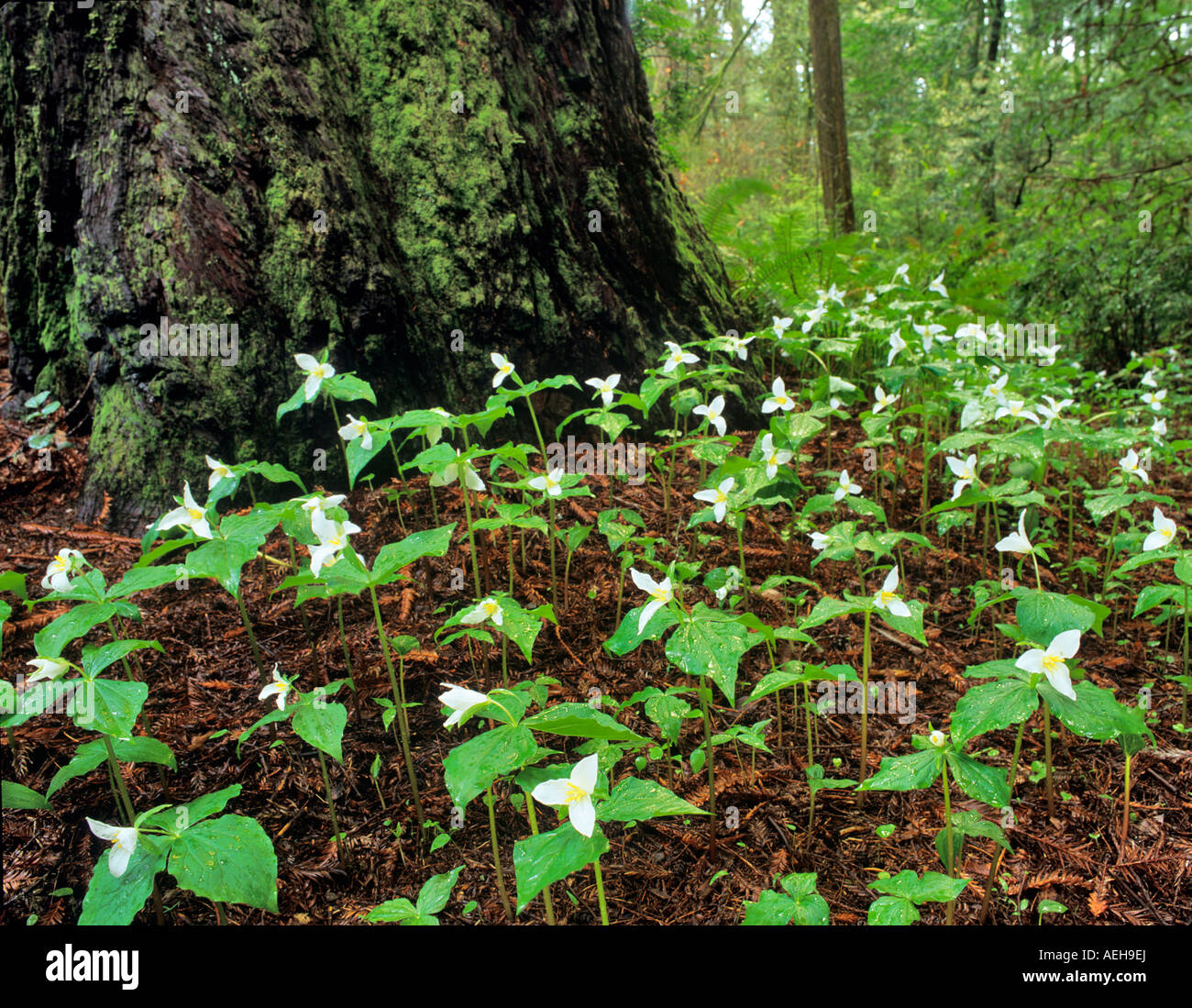 Trilliums growing at base of redwood tree in Redwood National Forest ...