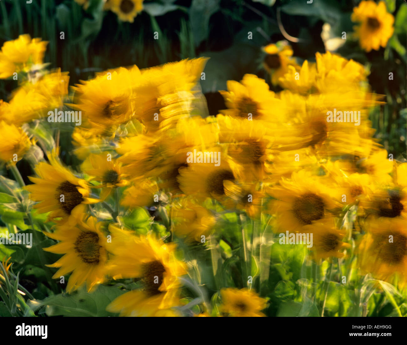 Balsam root blowing in a breeze Columbia River Gorge National Scenic ...